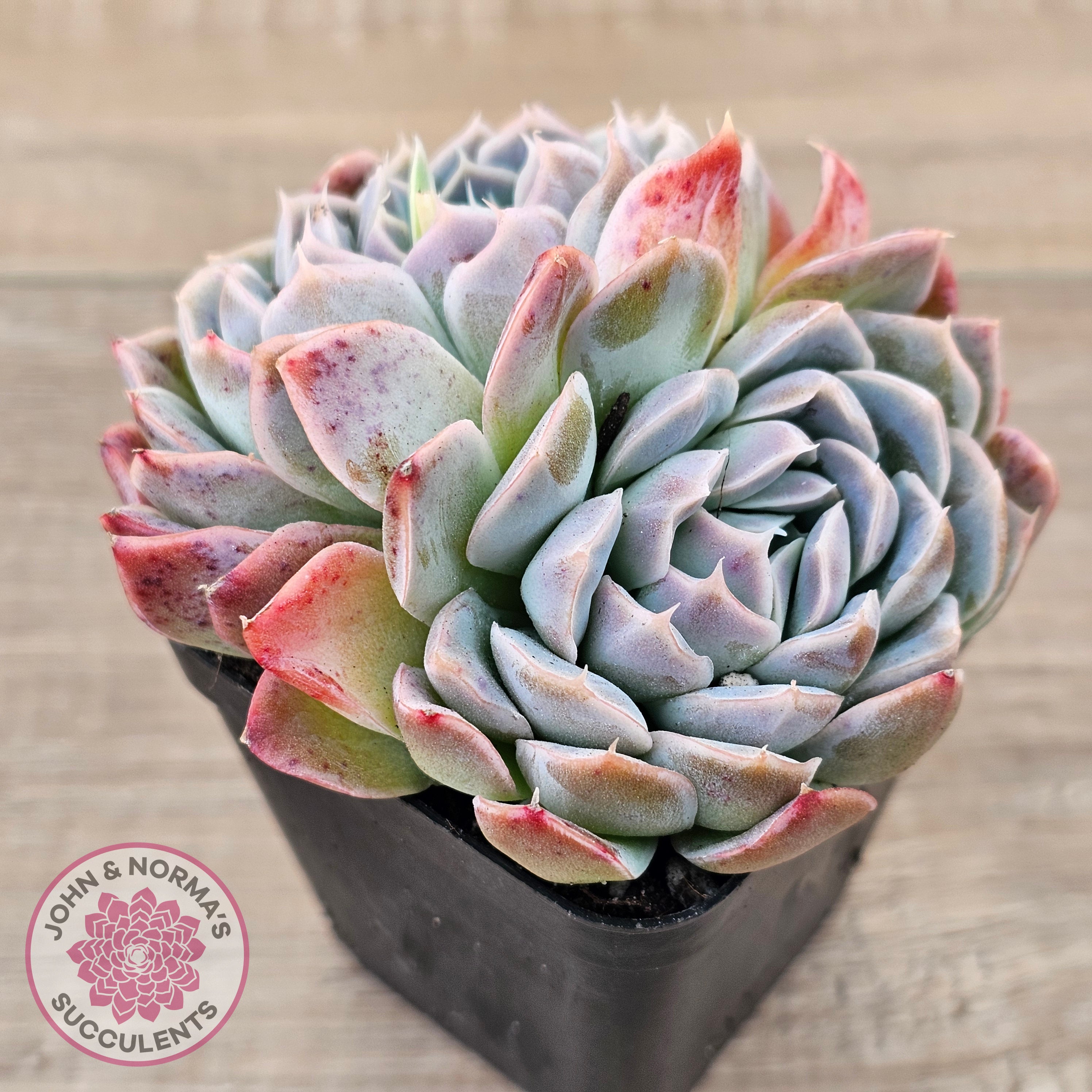 Echeveria 'Raspberry Ice' | John & Norma's Succulents – John & Norma's ...