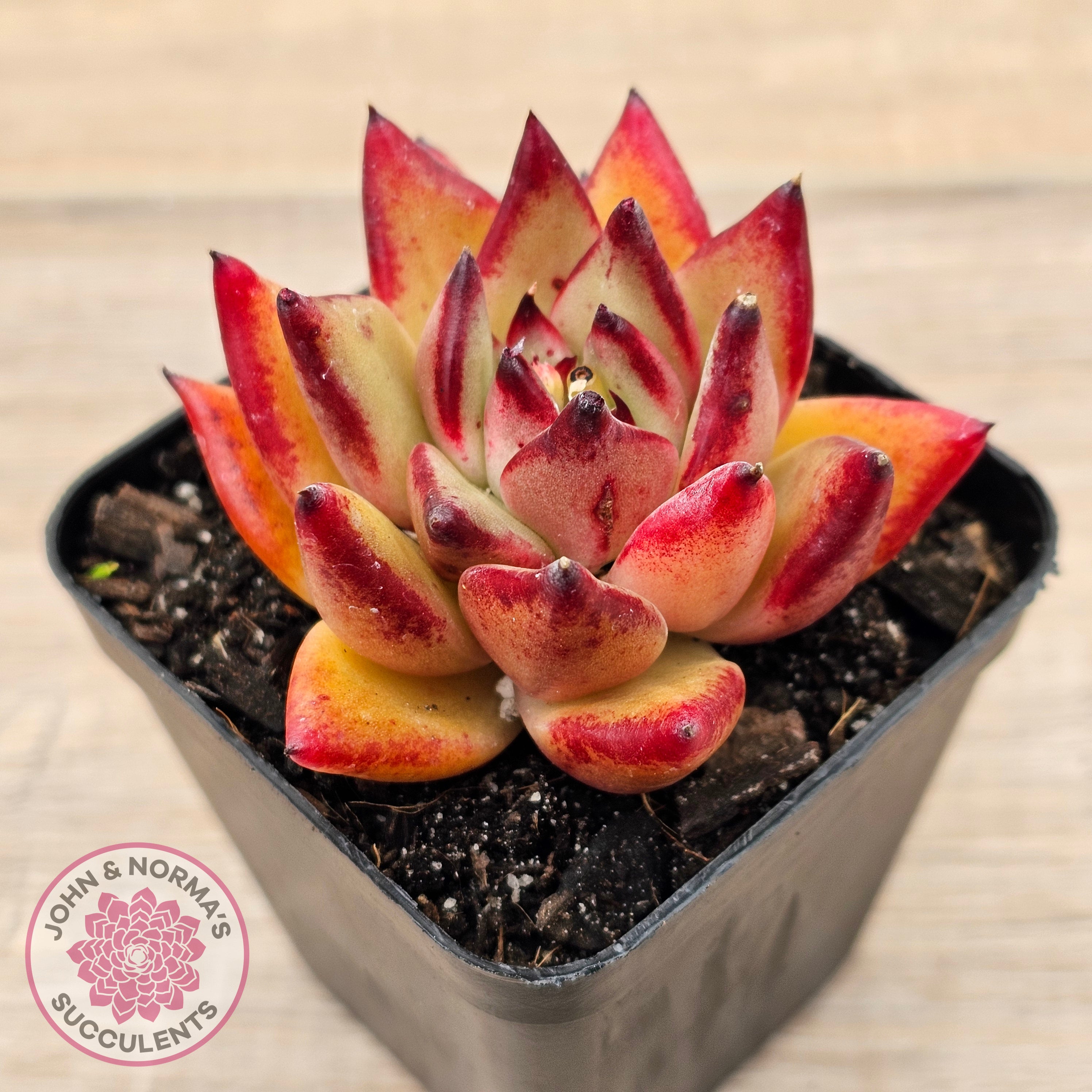Echeveria agavoides sp. (Red) | John & Norma's Succulents – John ...
