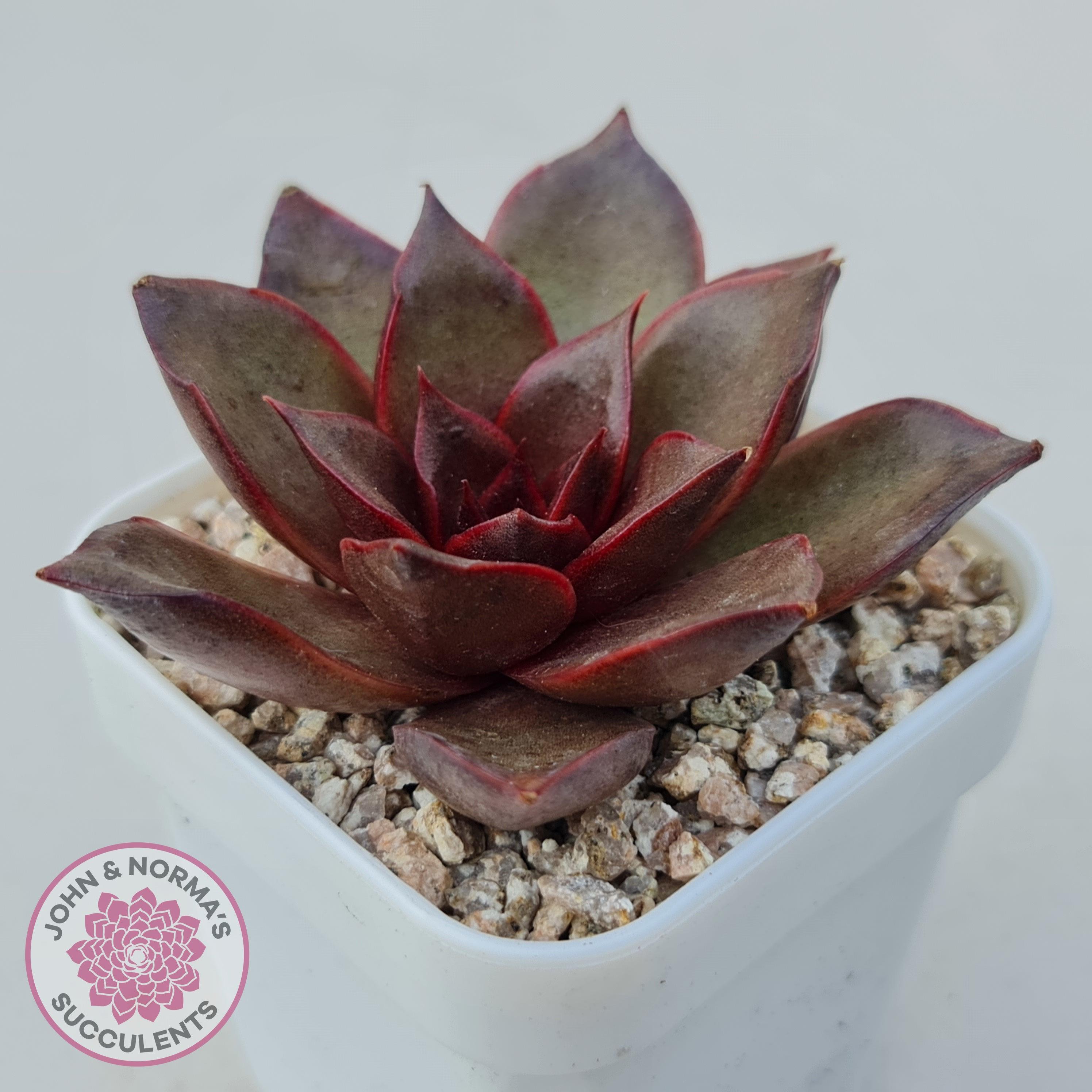 Echeveria 'Red Light' | John & Norma's Succulents – John & Norma's ...