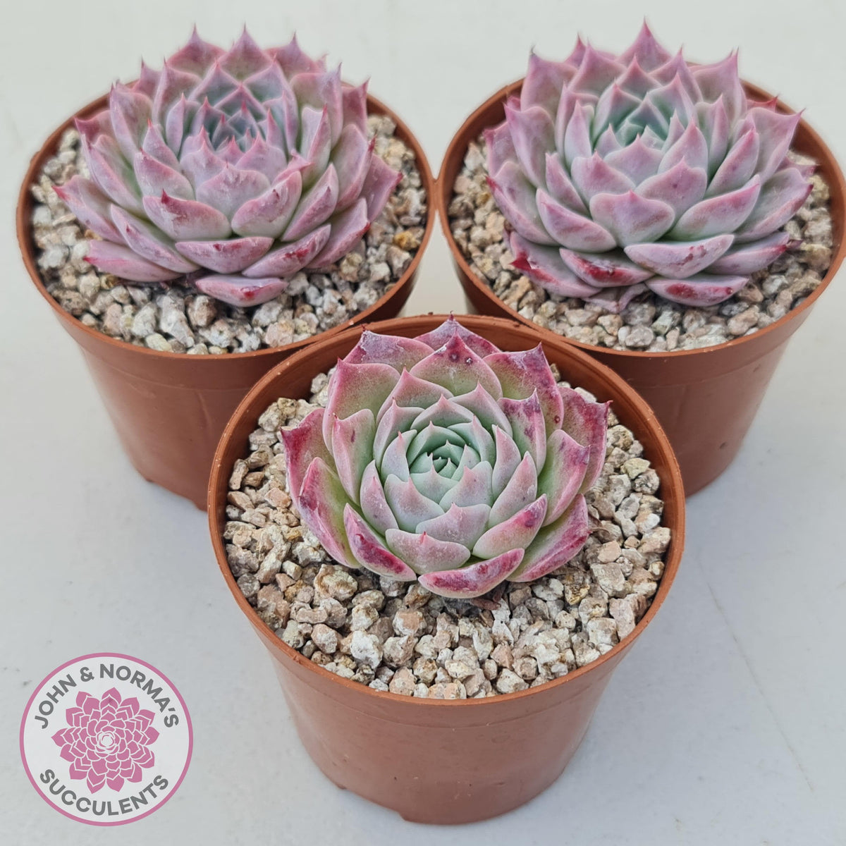 Echeveria 'Red Spider' | John & Norma's Succulents – John & Norma's ...