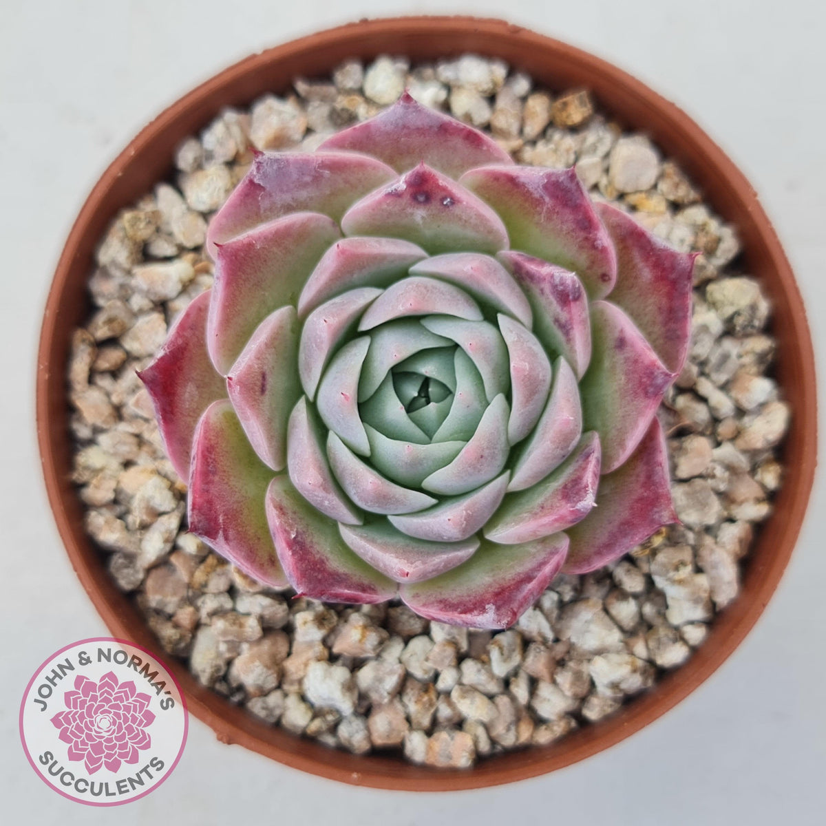 Echeveria 'Red Spider' | John & Norma's Succulents – John & Norma's ...
