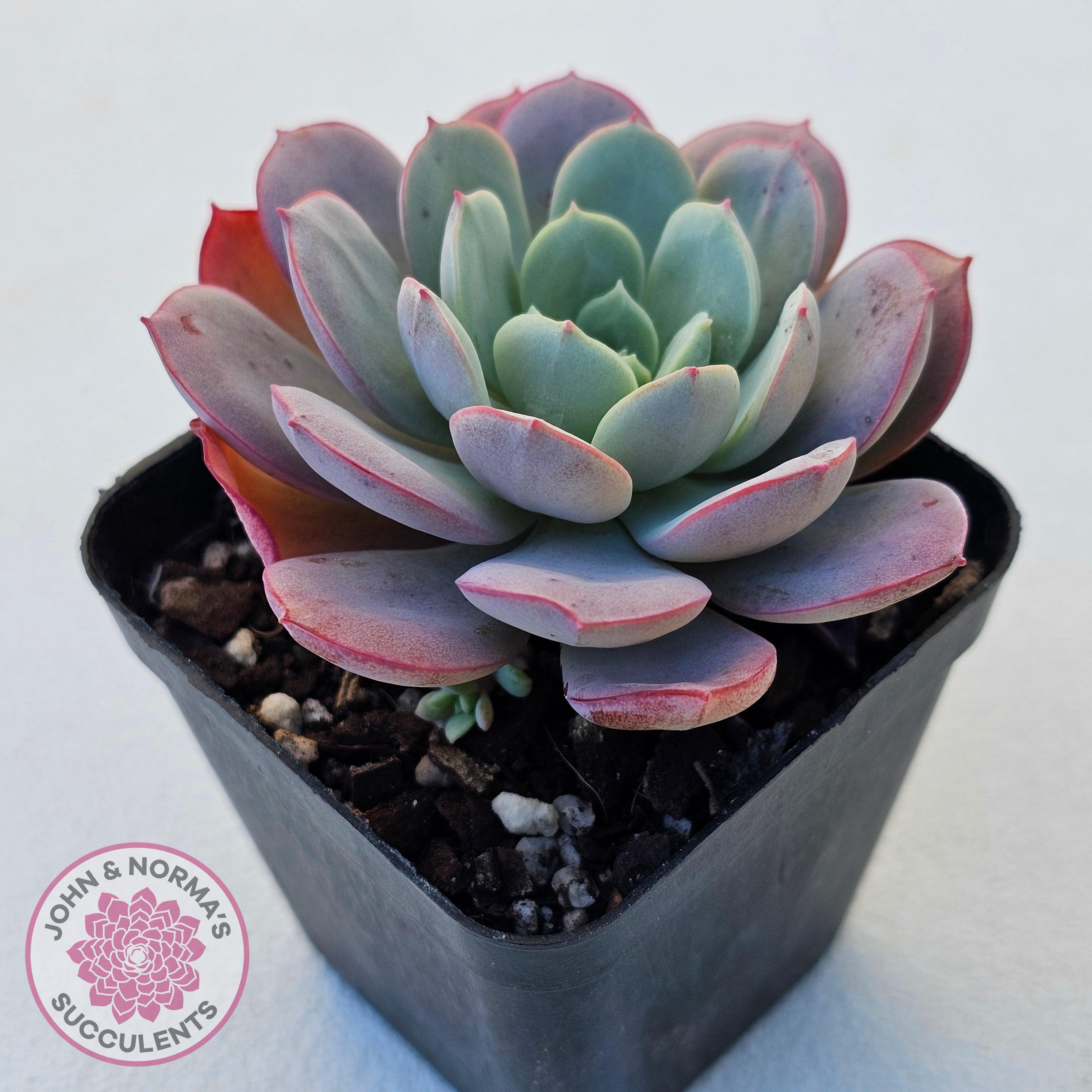 Echeveria Subcorymbosa Lau 026 (w pups) | John & Norma's Succulents ...