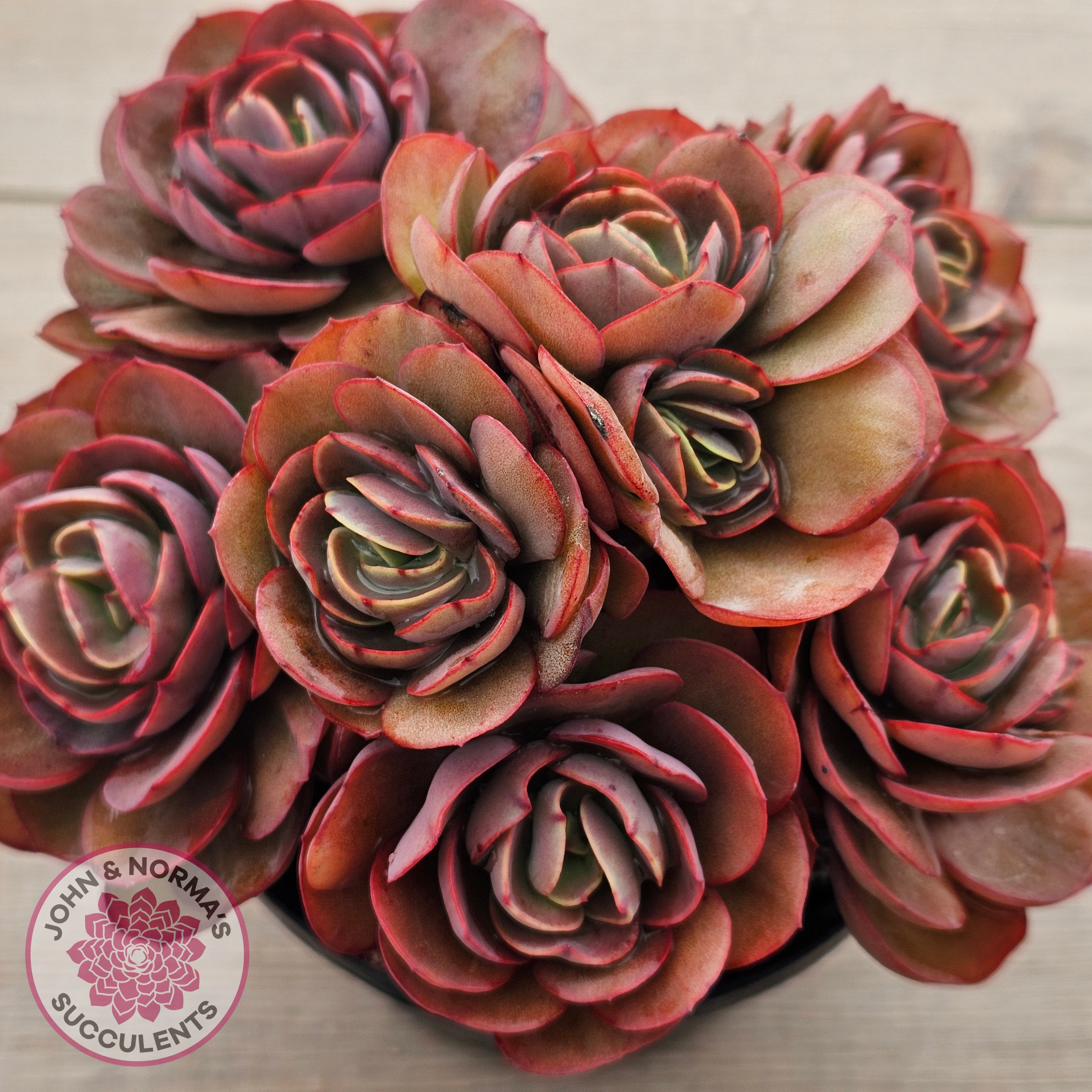 Echeveria Suyon | John & Norma's Succulents – John & Norma's Succulents ...