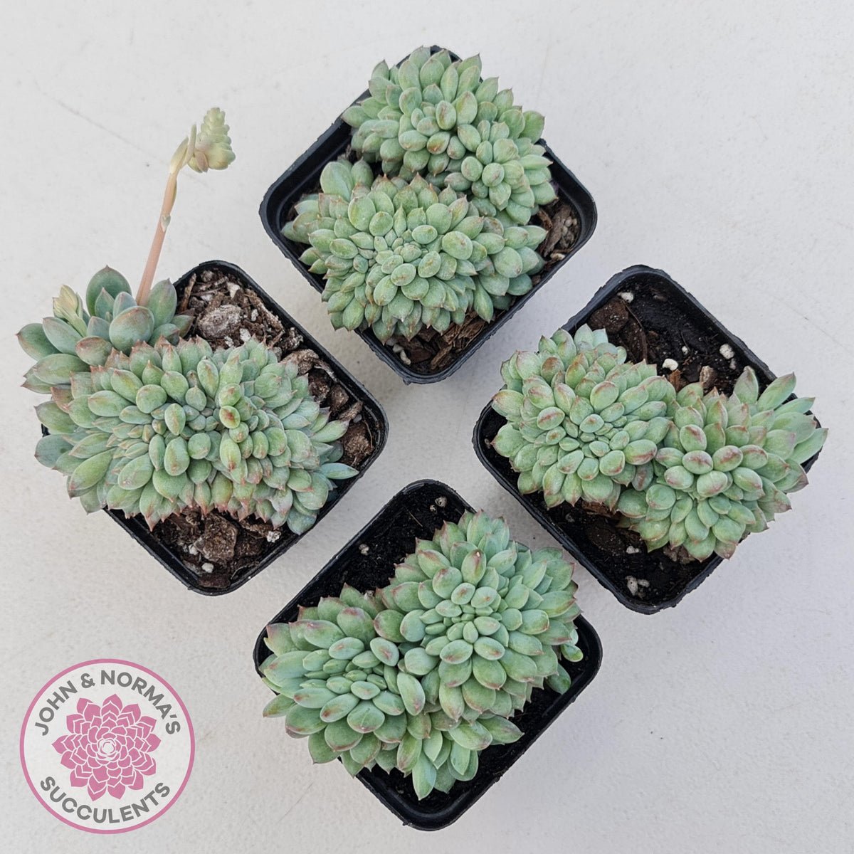 Echeveria 'Ice Princess' crest | John & Norma's Succulents – John ...