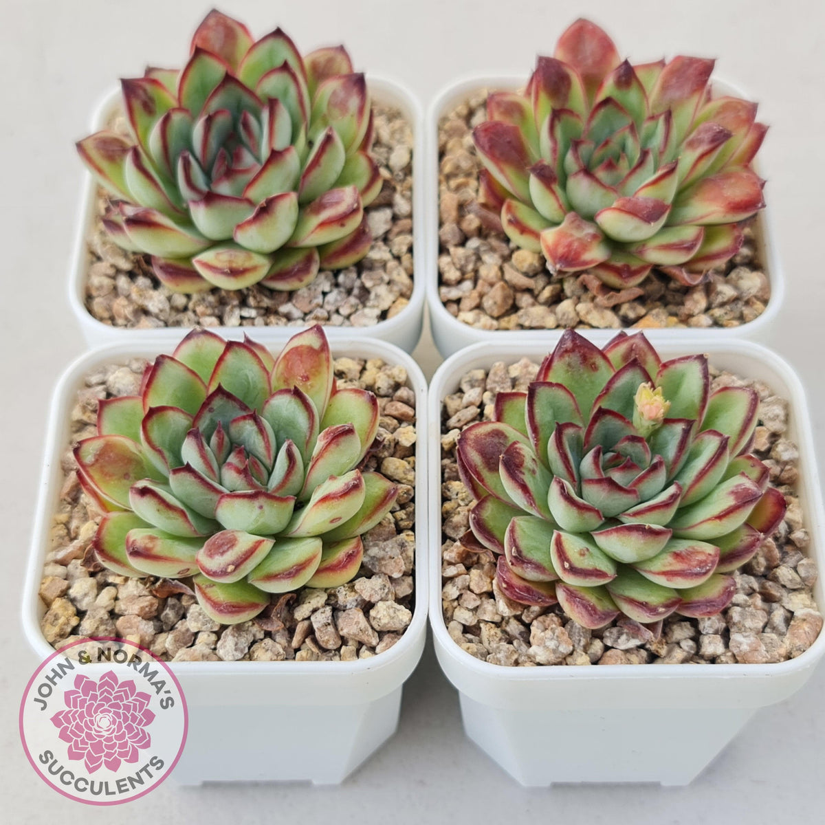 Echeveria pulidonis 'Christmas Bumps' | John & Norma's Succulents ...