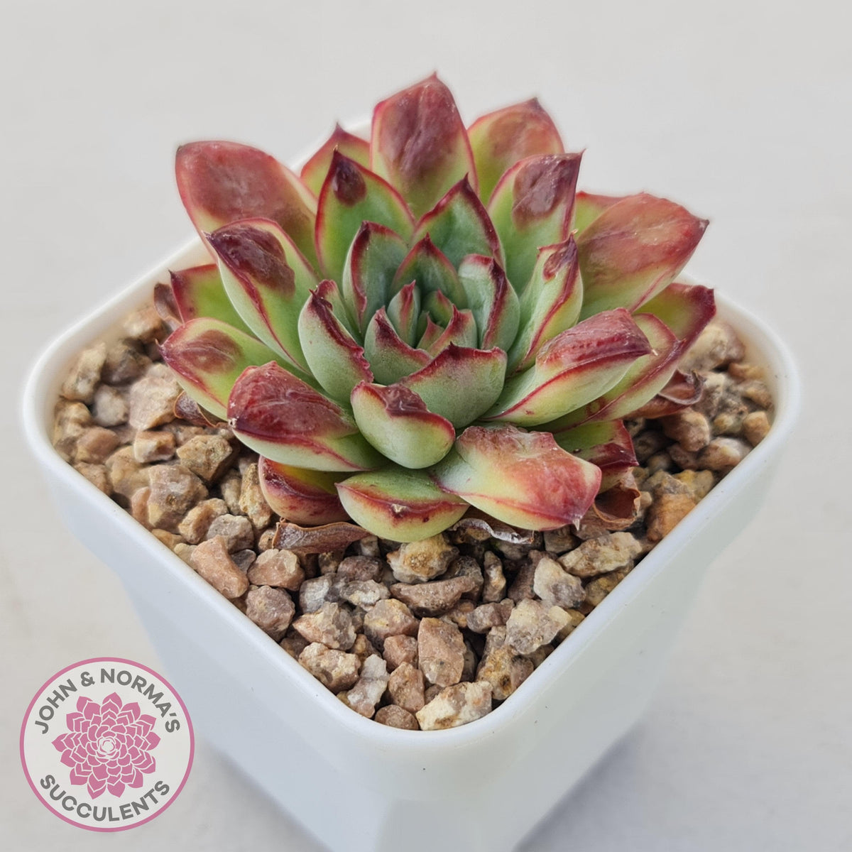Echeveria pulidonis 'Christmas Bumps' | John & Norma's Succulents ...