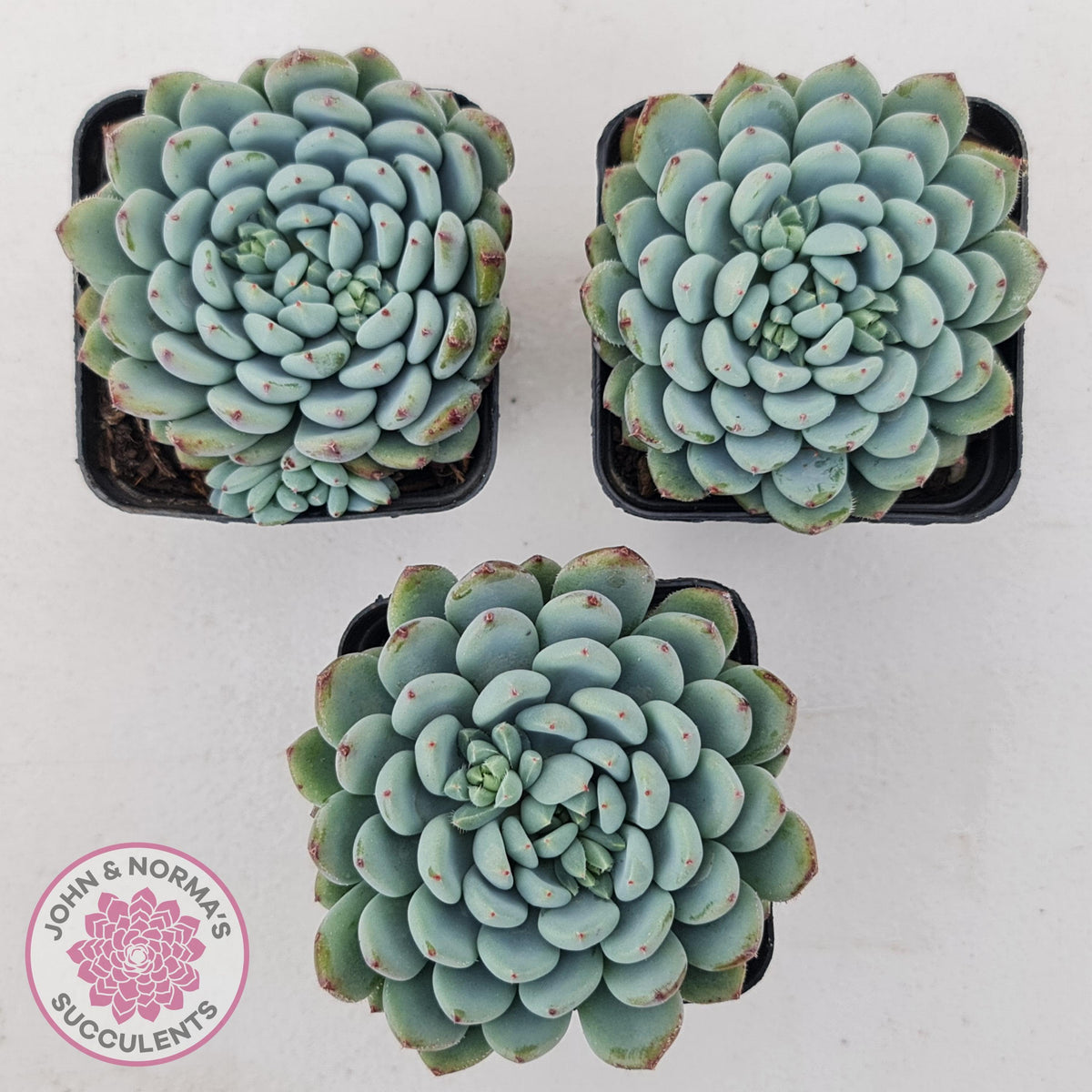 Echeveria setosa var. deminuta x laui | John & Norma's Succulents ...