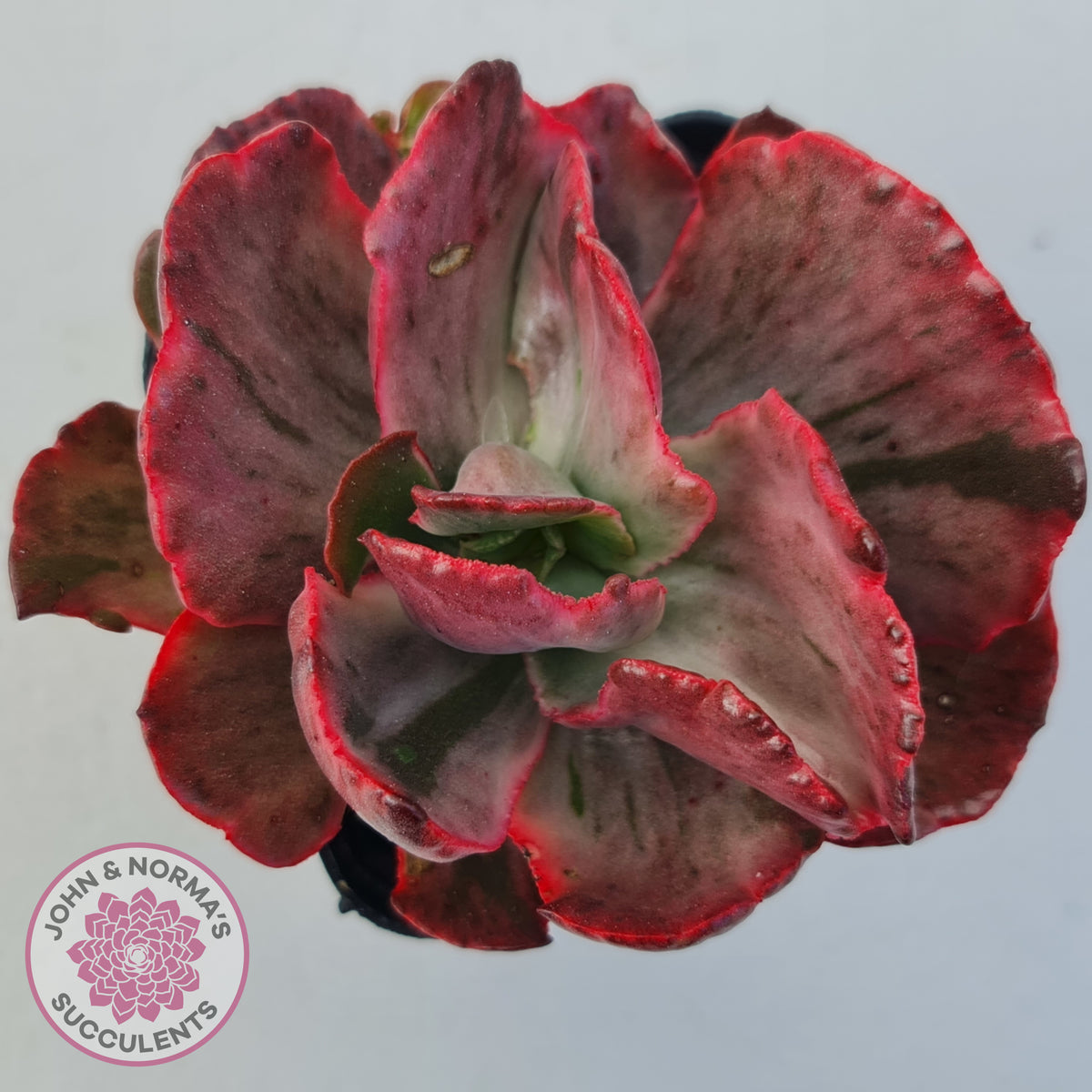Echeveria Marijah Red & White Variegata | John & Norma's Succulents ...