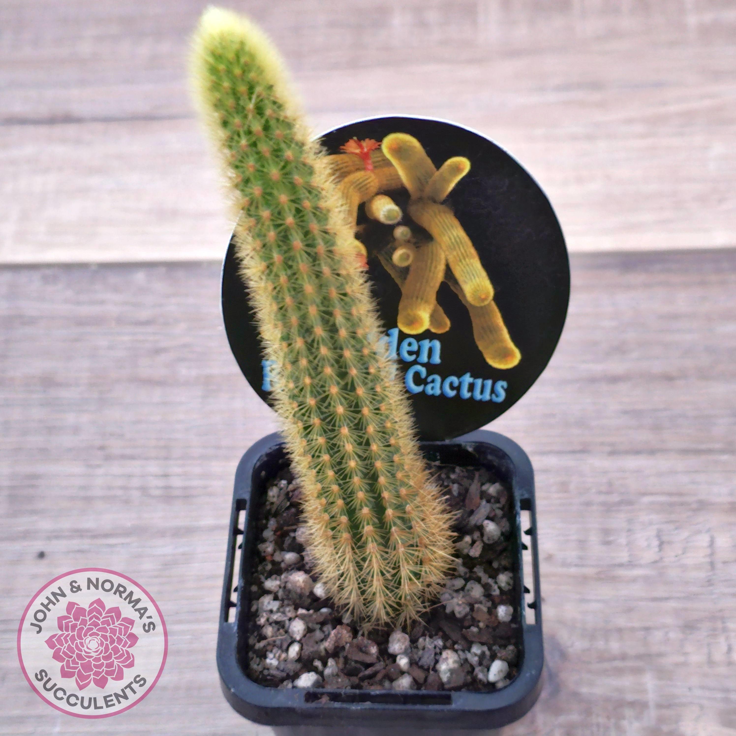 Golden Rat Tail Cactus | John & Norma's Succulents – John & Norma's ...