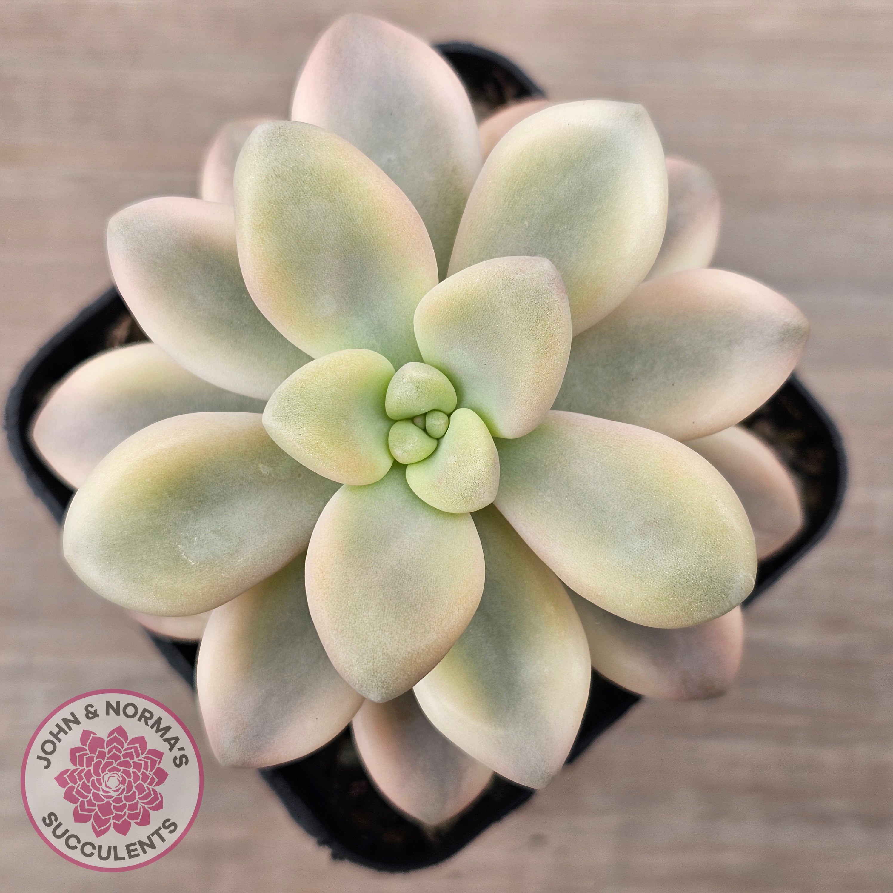 Graptopetalum 'Ellen' Variegated | John & Norma's Succulents – John ...