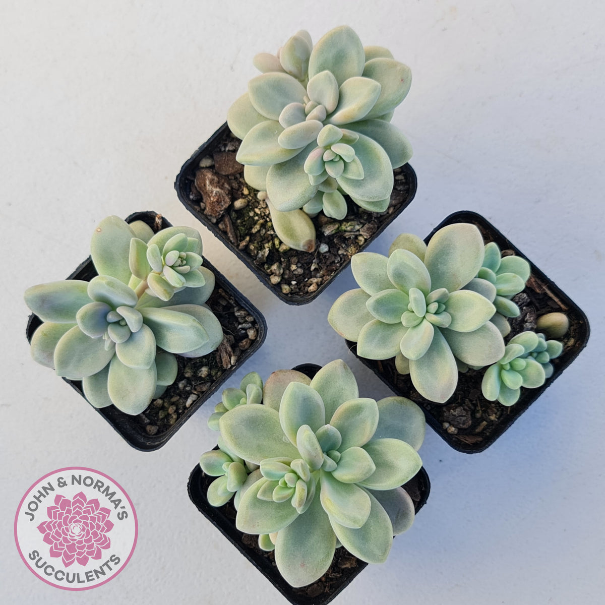 Graptopetalum 'Ellen' | John & Norma's Succulents – John & Norma's ...