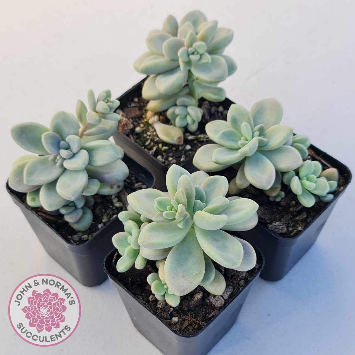Graptopetalum 'Ellen' | John & Norma's Succulents – John & Norma's ...