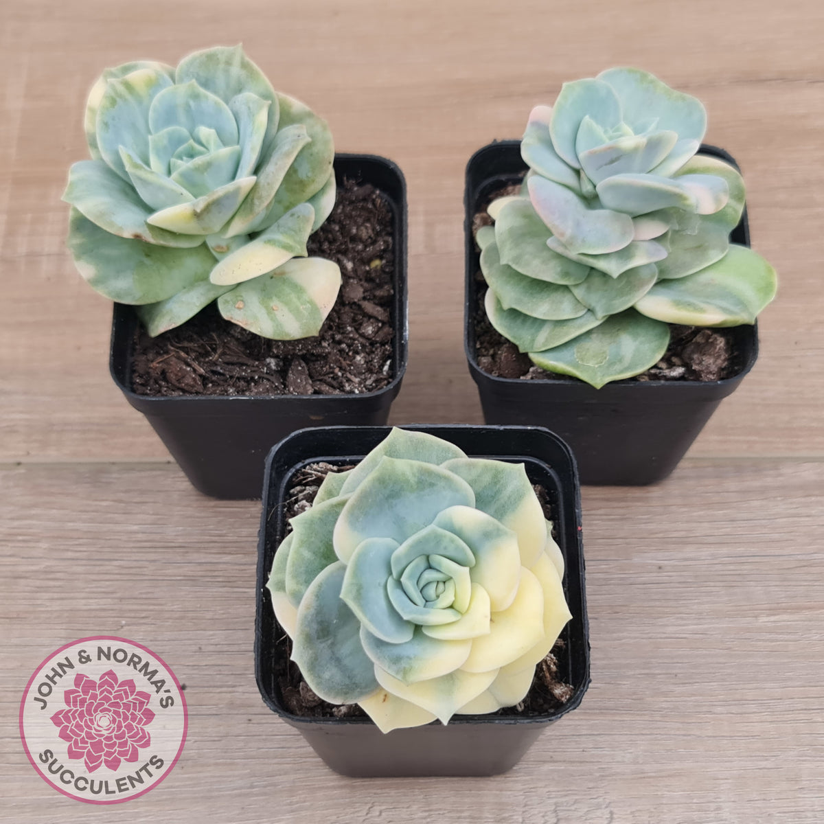 Graptoveria Lovely Rose Variegated | John & Norma's Succulents – John ...