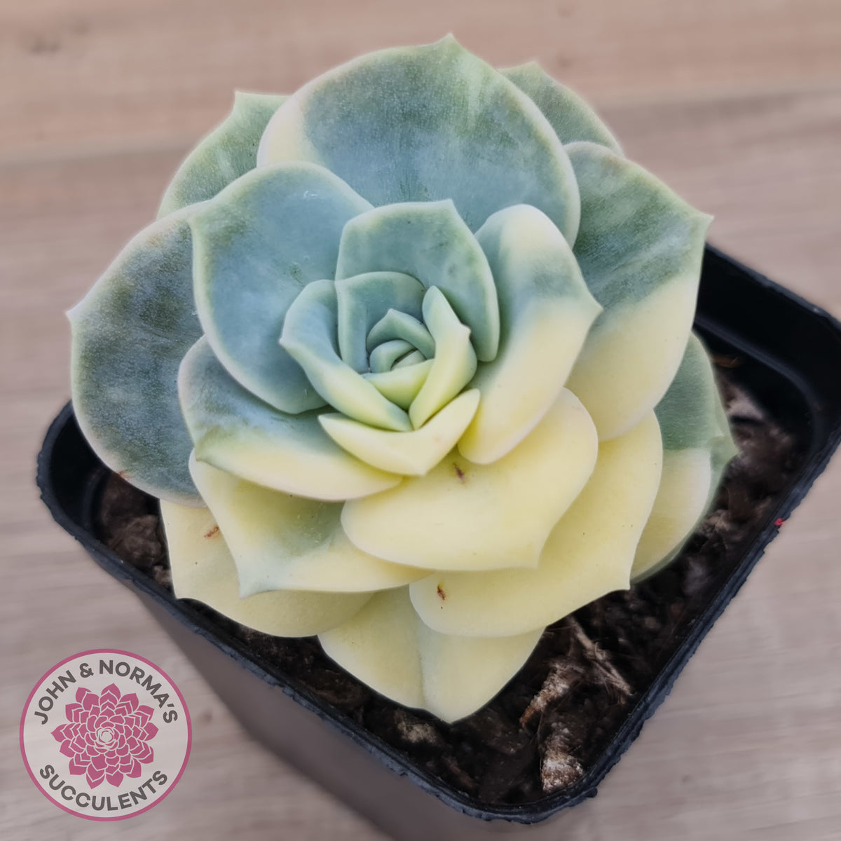 Graptoveria Lovely Rose Variegated | John & Norma's Succulents – John ...