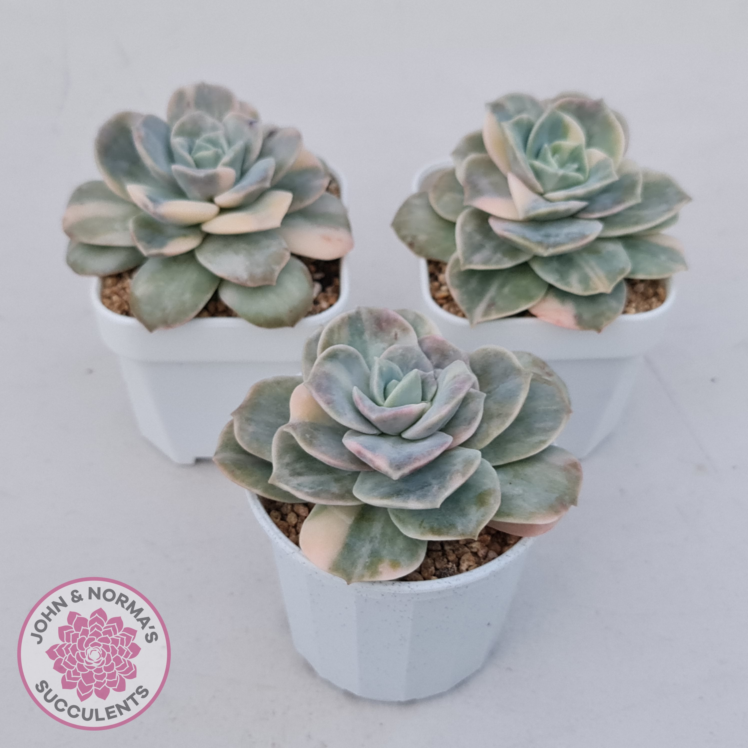 Graptoveria Lovely Rose Variegated | John & Norma's Succulents – John ...