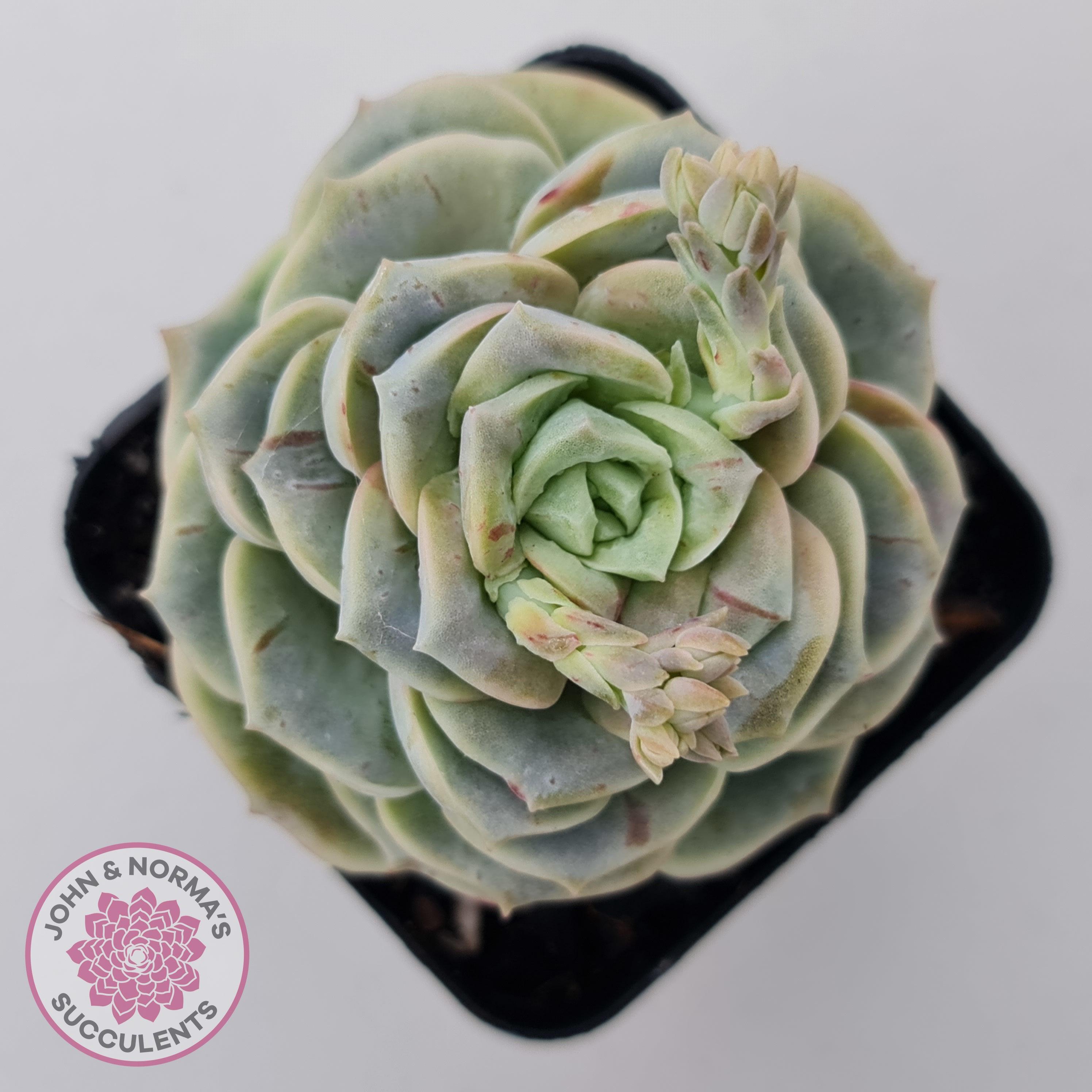 Graptoveria 'Lovely Rose' red monstrose | John & Norma's Succulents ...