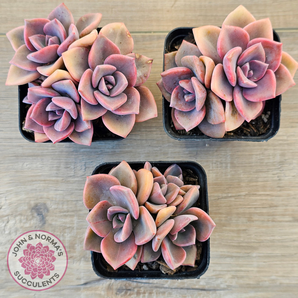 Graptoveria 'Mrs Richards' | John & Norma's Succulents – John & Norma's ...