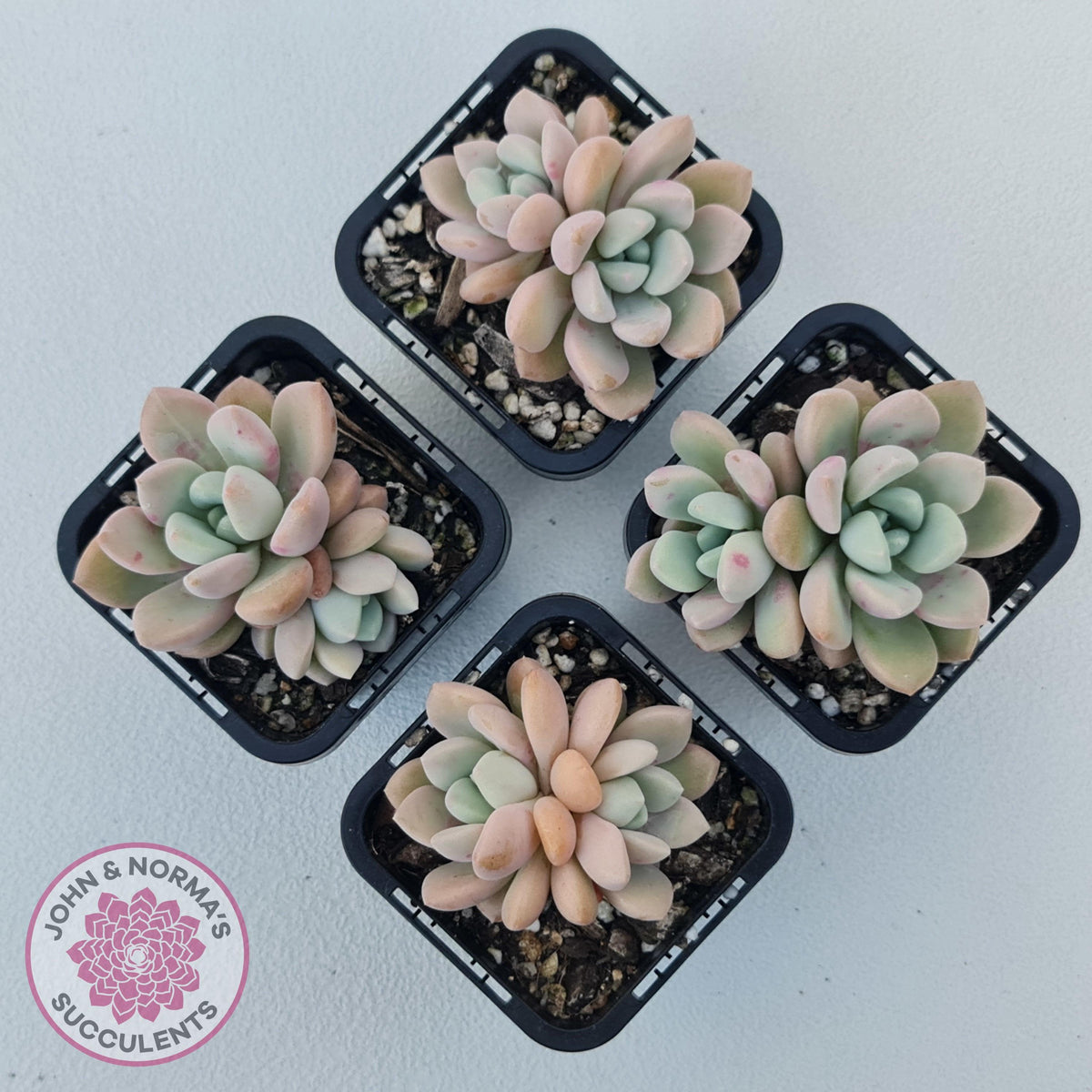Graptoveria White Dew | John & Norma's Succulents – John & Norma's ...