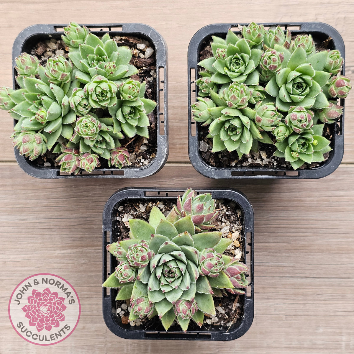 Jovibarba sobolifera | John & Norma's Succulents – John & Norma's ...