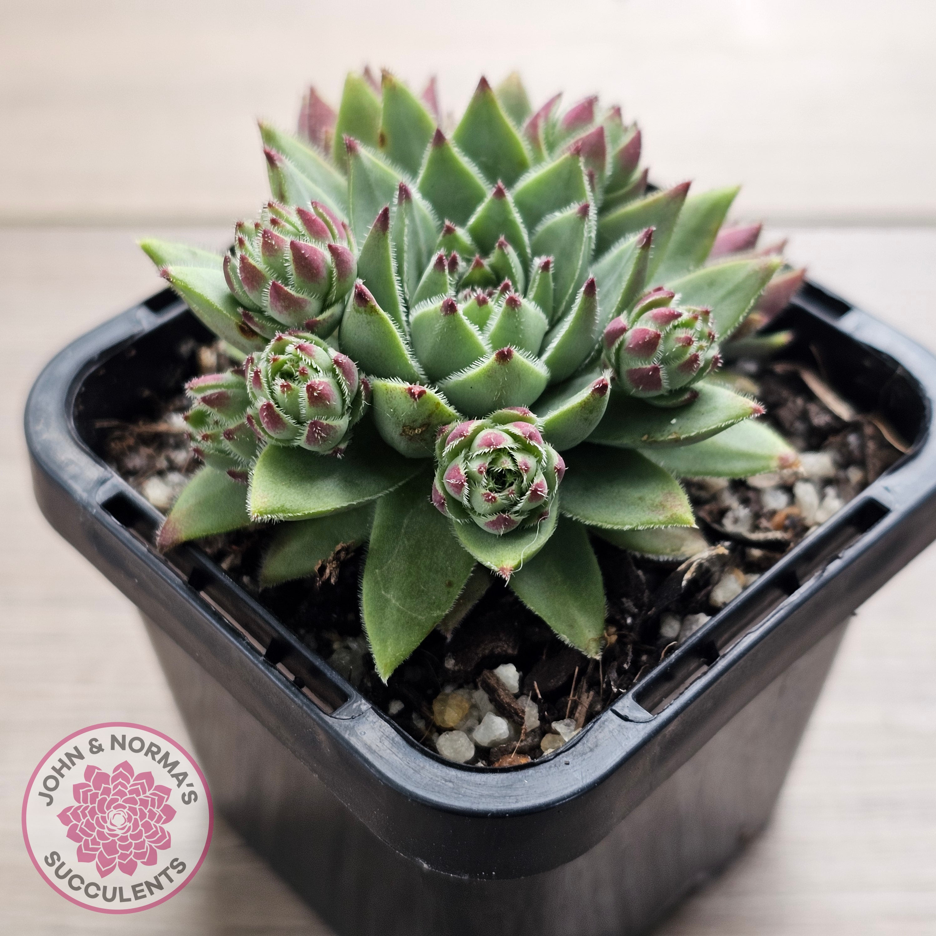 Jovibarba sobolifera | John & Norma's Succulents – John & Norma's ...
