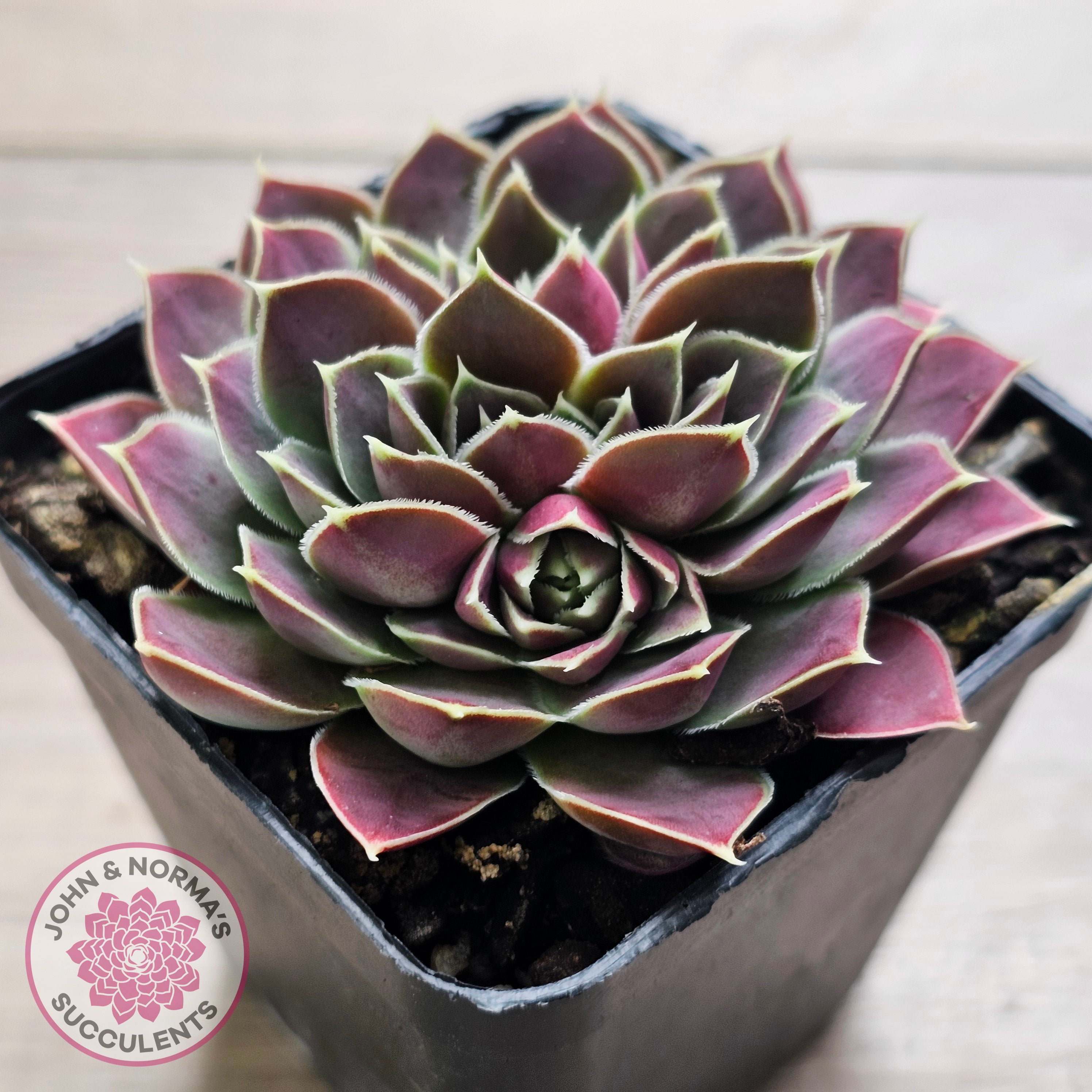 Jovibarba heuffelii 'Aphrodite' | John & Norma's Succulents – John ...