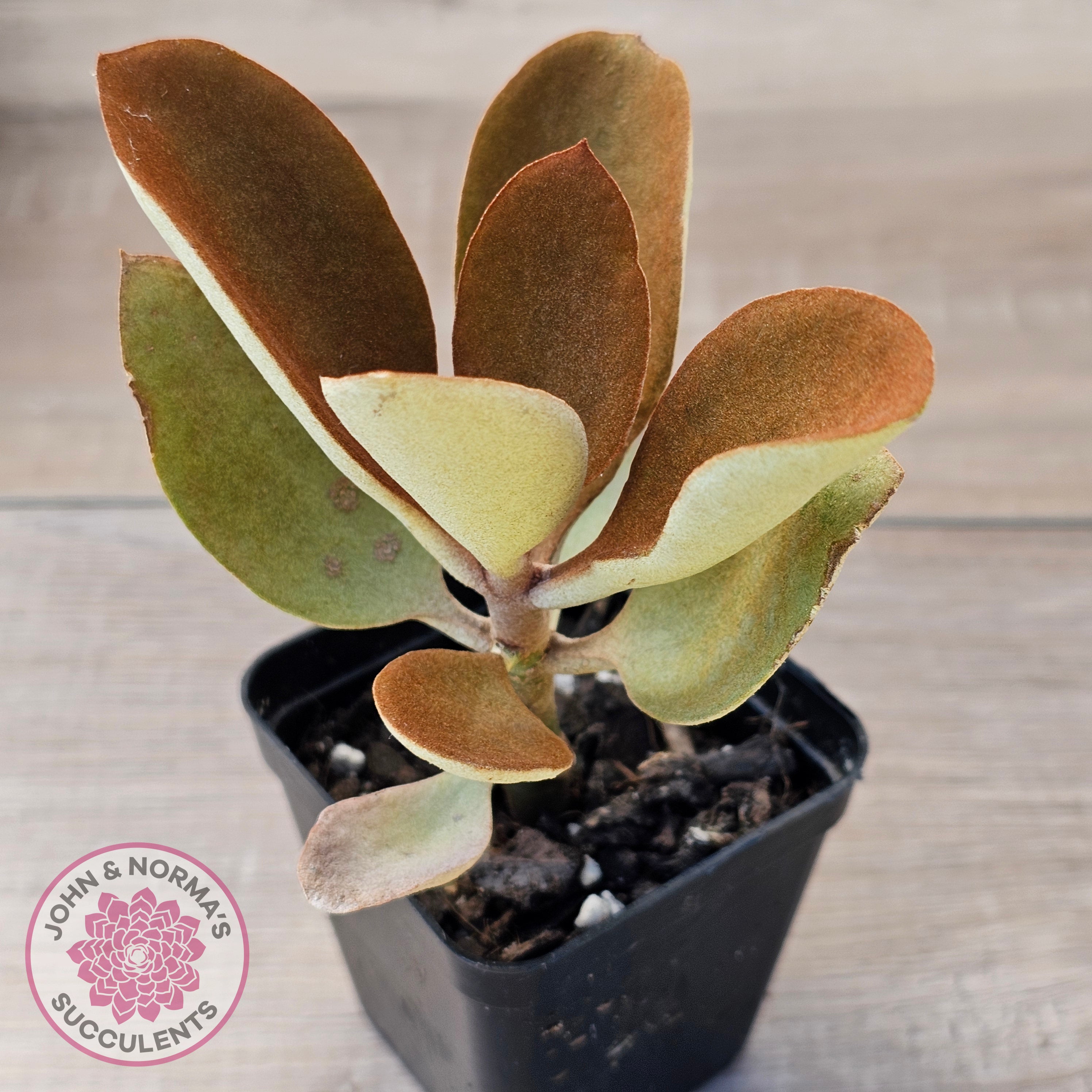 Kalanchoe 'Copper Spoons' | John & Norma's Succulents – John & Norma's ...