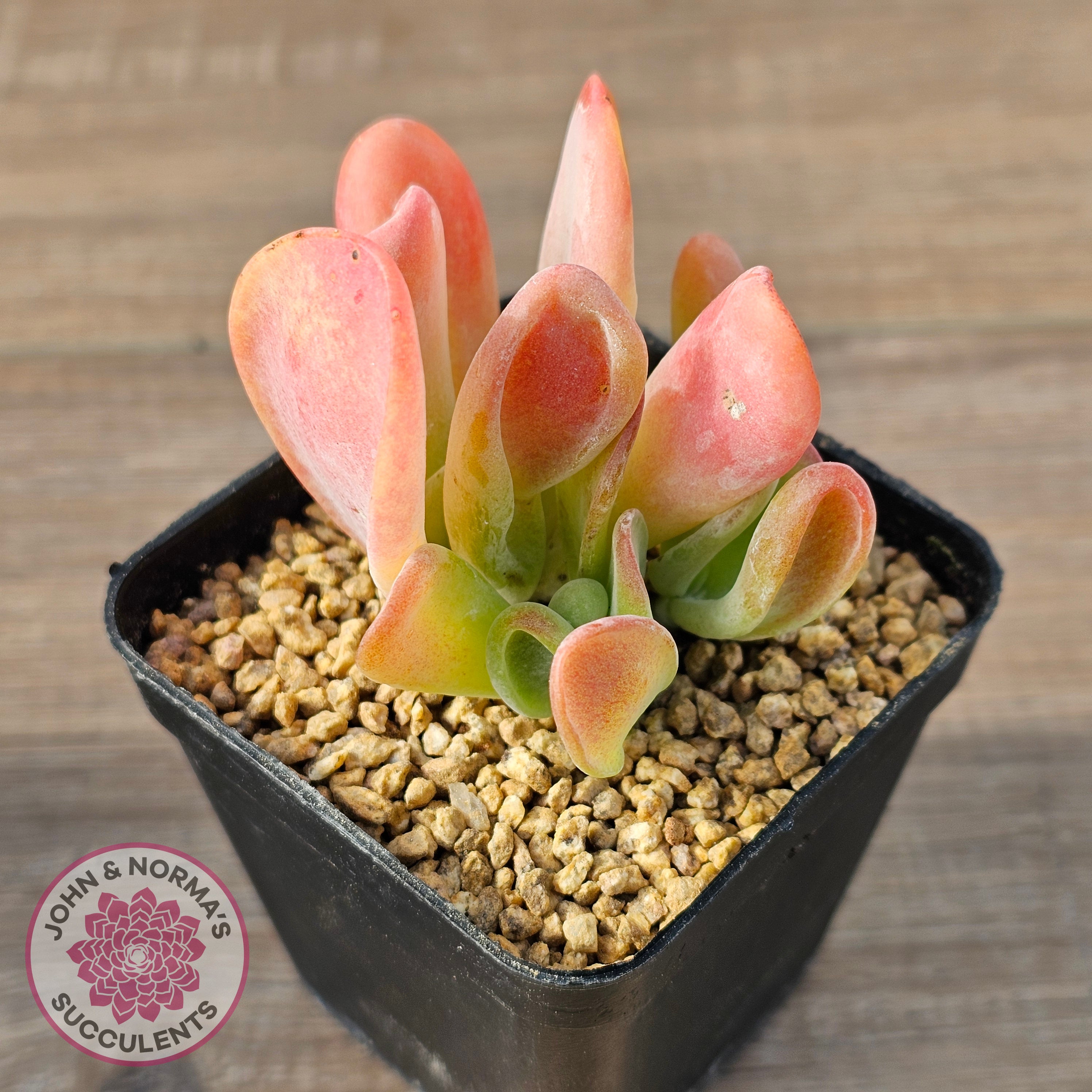Kalanchoe 'Lady Finger' | John & Norma's Succulents – John & Norma's ...