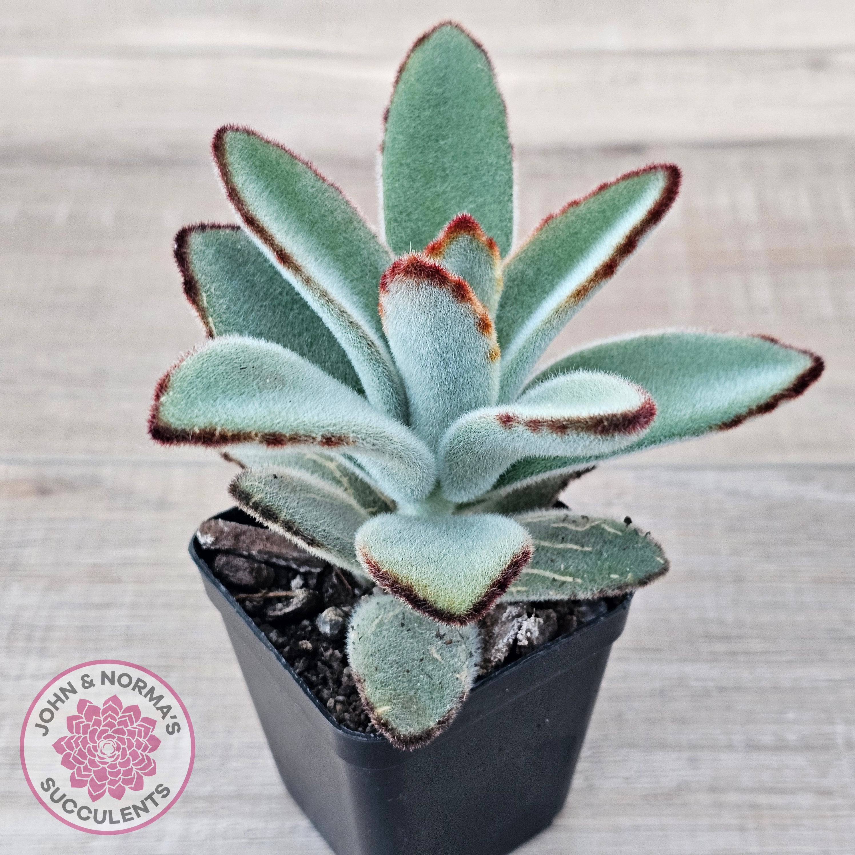 Kalanchoe tomentosa - Panda Plant | John & Norma's Succulents – John ...