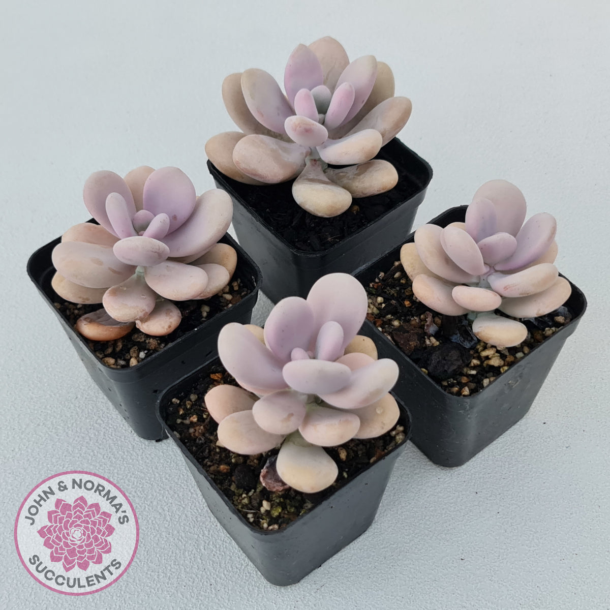 Graptopetalum amethystinum - Lavender Pebbles | John & Norma's ...