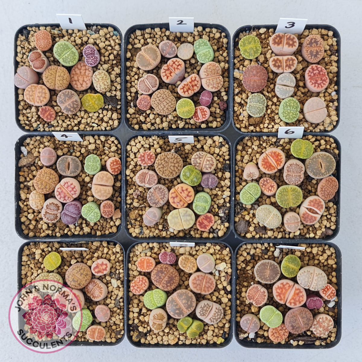 Lithops - Mixed Hybrids | John & Norma's Succulents – John & Norma's ...