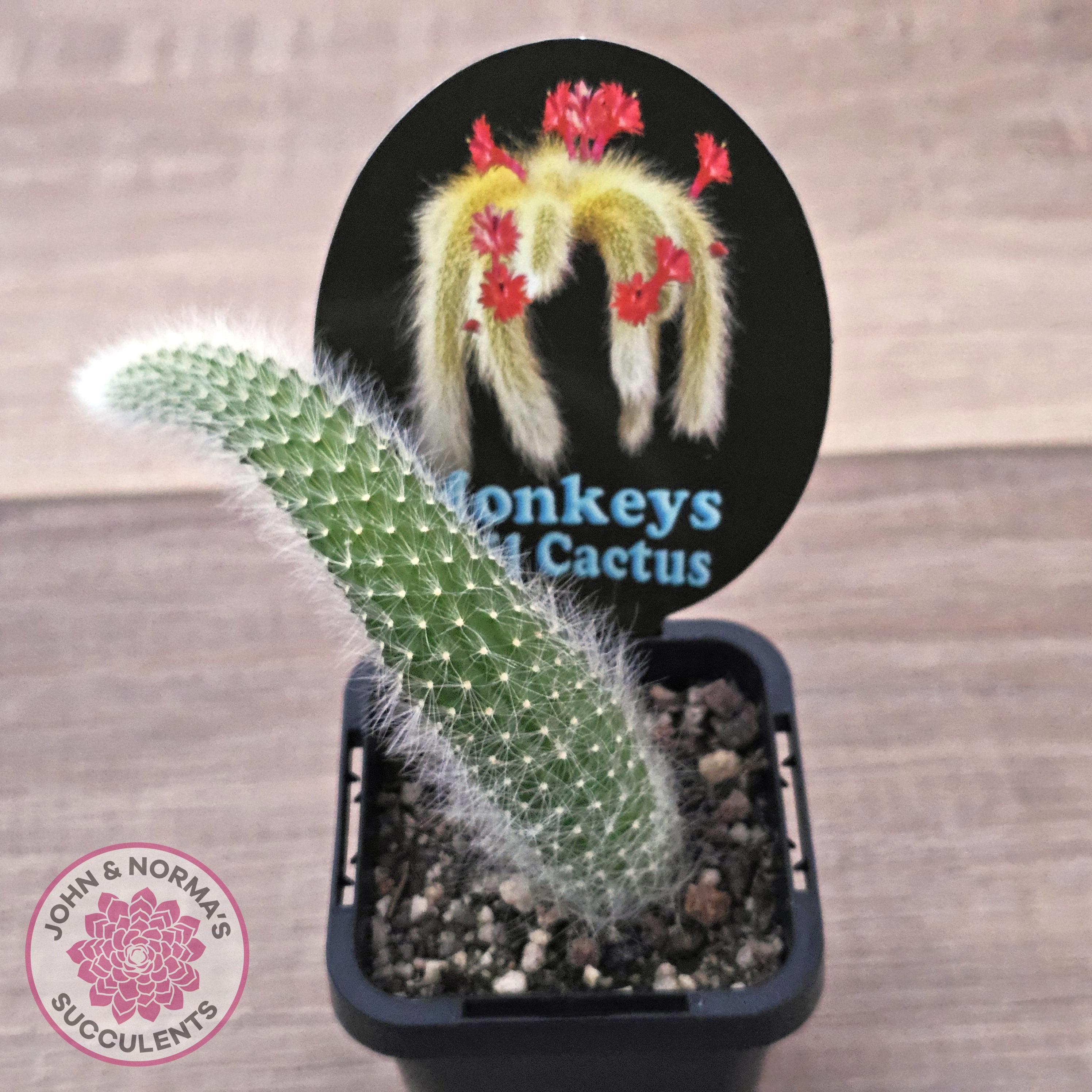 Monkey Tail Cactus | John & Norma's Succulents – John & Norma's ...