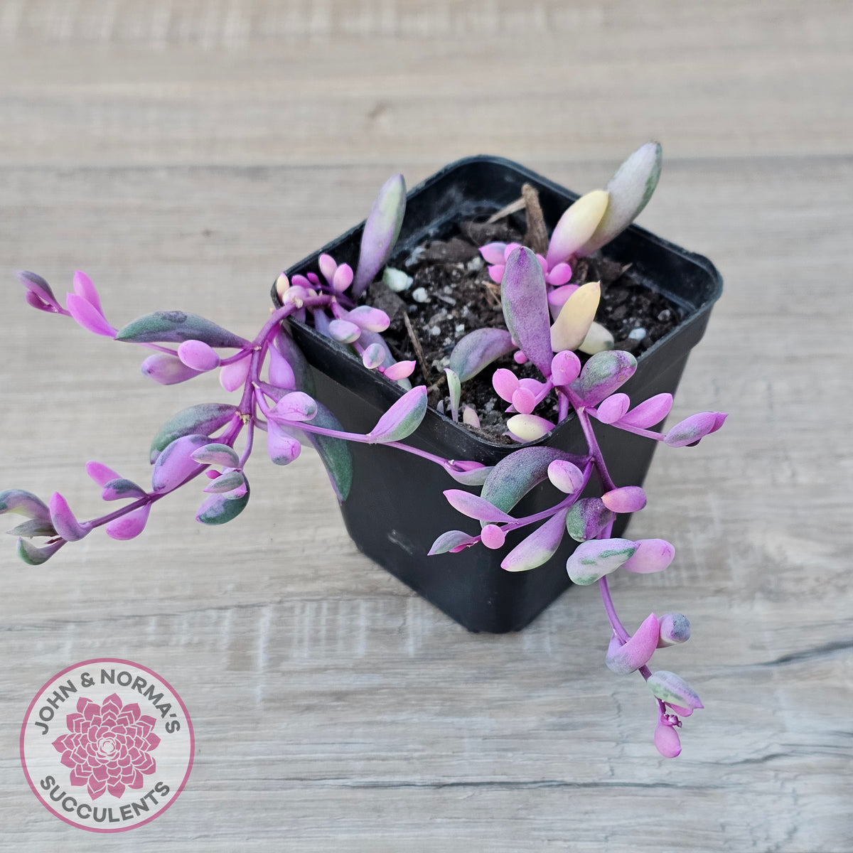 Othonna capensis variegated 'Opal Necklace' | John & Norma's Succulents ...