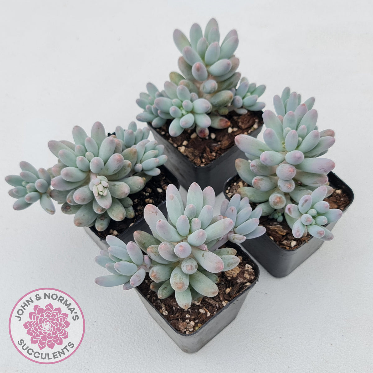 Pachyphytum Baby Finger - Multi Heads | John & Norma's Succulents ...