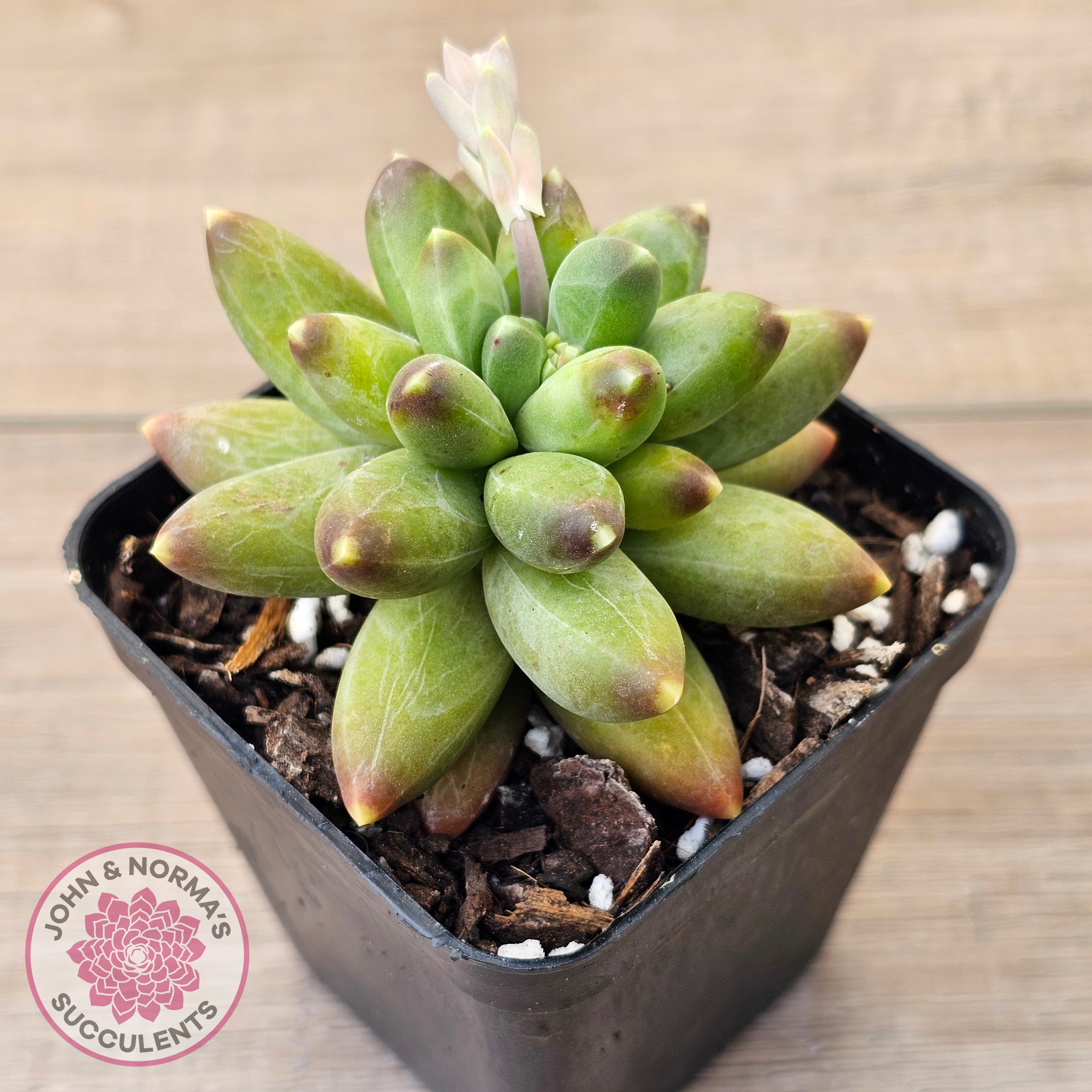 Pachyphytum compactum - Fat Leaf Green Form | John & Norma's Succulents ...