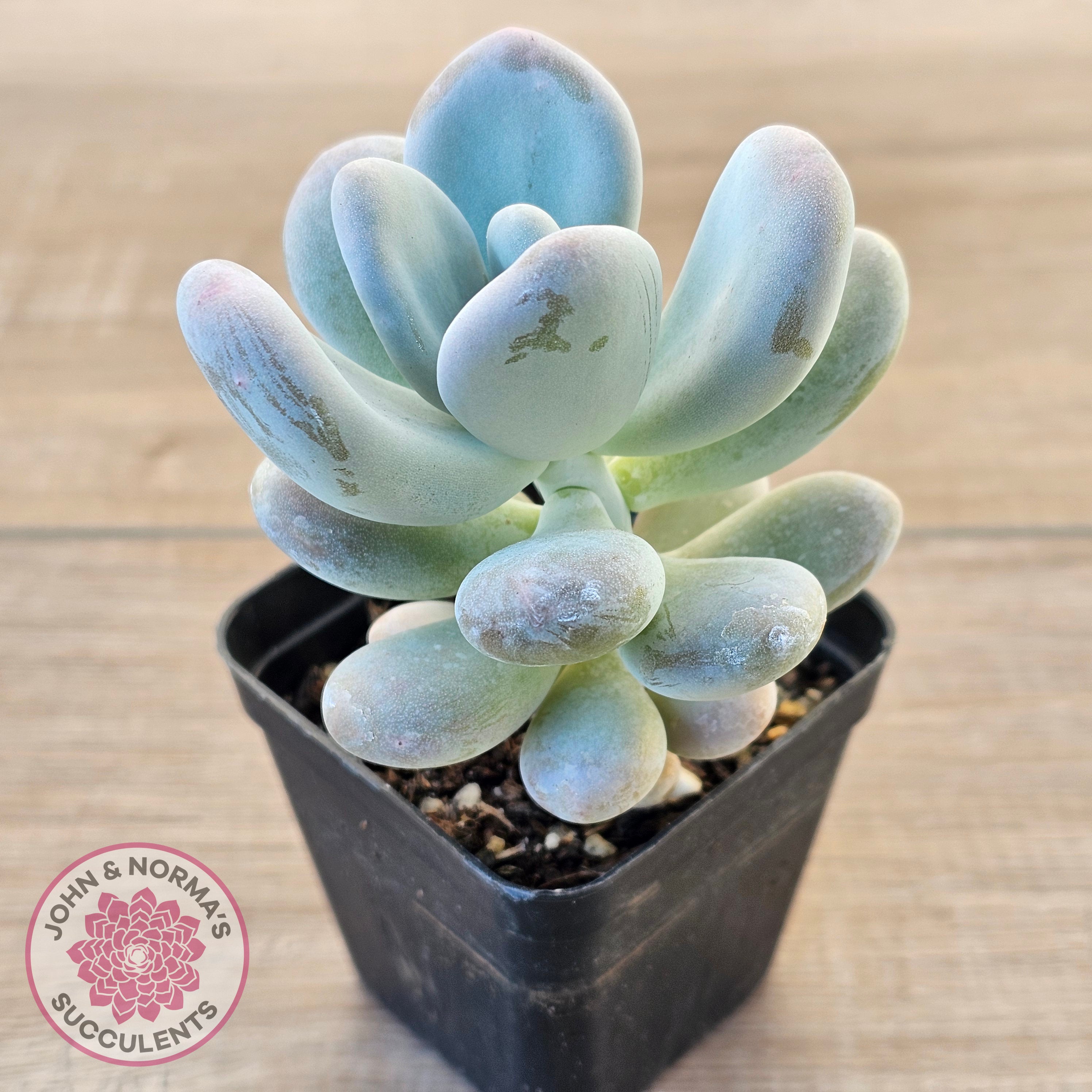 Pachyphytum oviferum 'Blue Haze' | John & Norma's Succulents – John ...