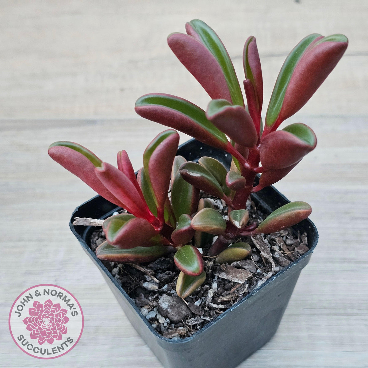 Peperomia graveolens'Ruby Glow' | John & Norma's Succulents – John ...