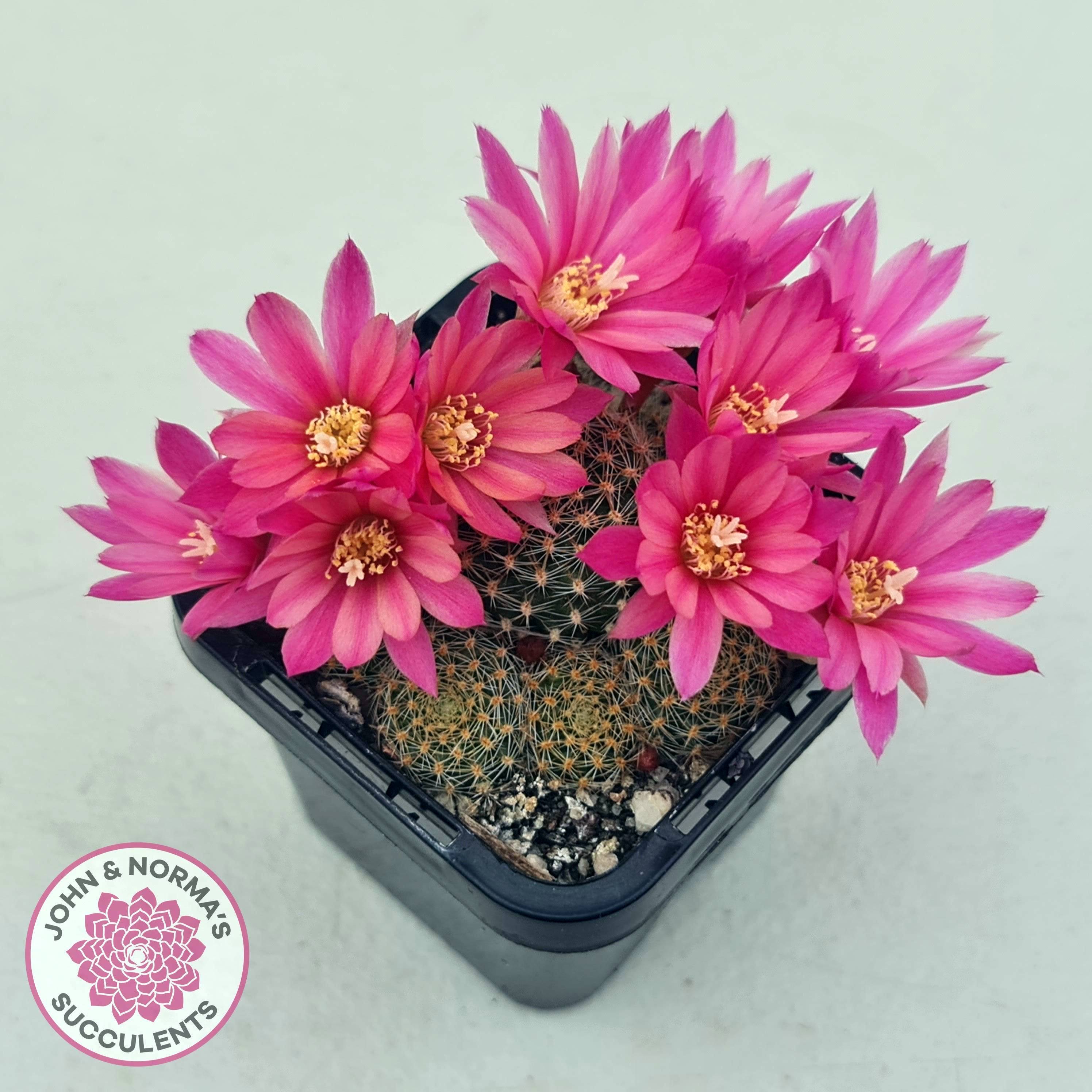 Rebutia 'Pink Sensation' | John & Norma's Succulents – John & Norma's ...