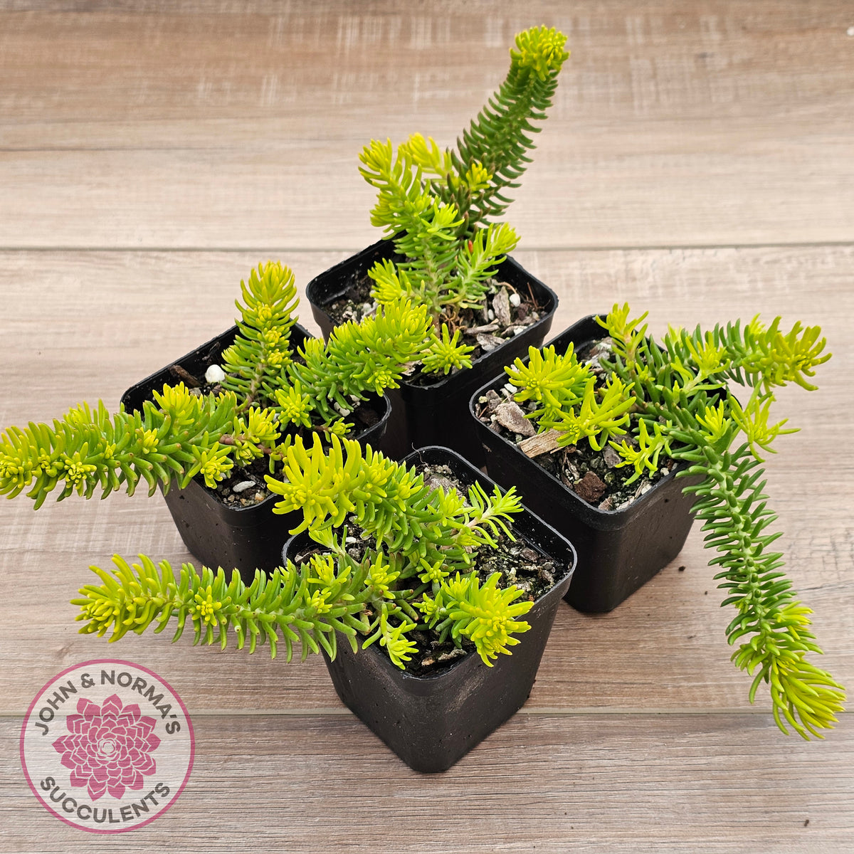 Buy Sedum 'Angelina' Australia | Quality Succulent Plant – John & Norma ...