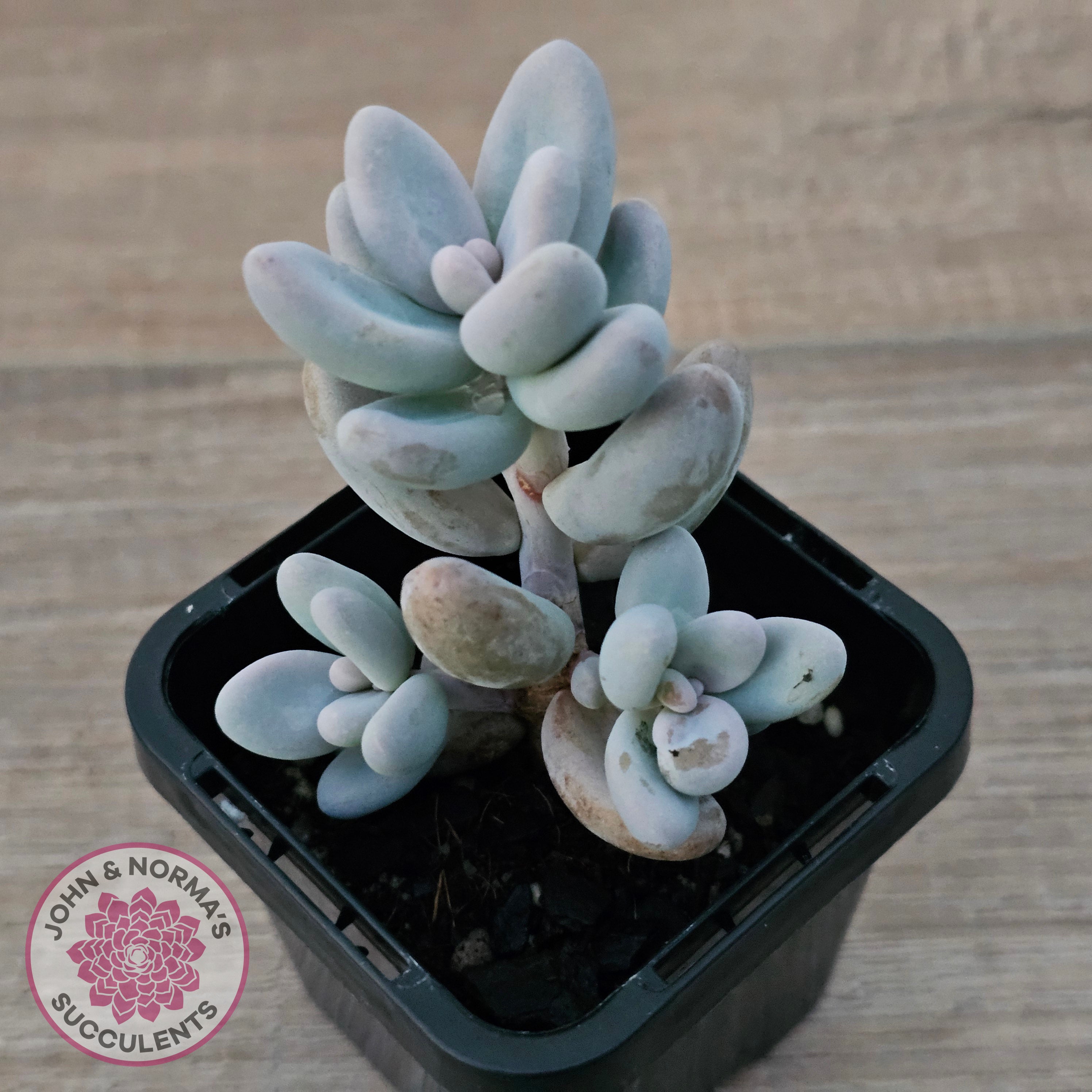 Sedum craigii | John & Norma's Succulents – John & Norma's Succulents ...