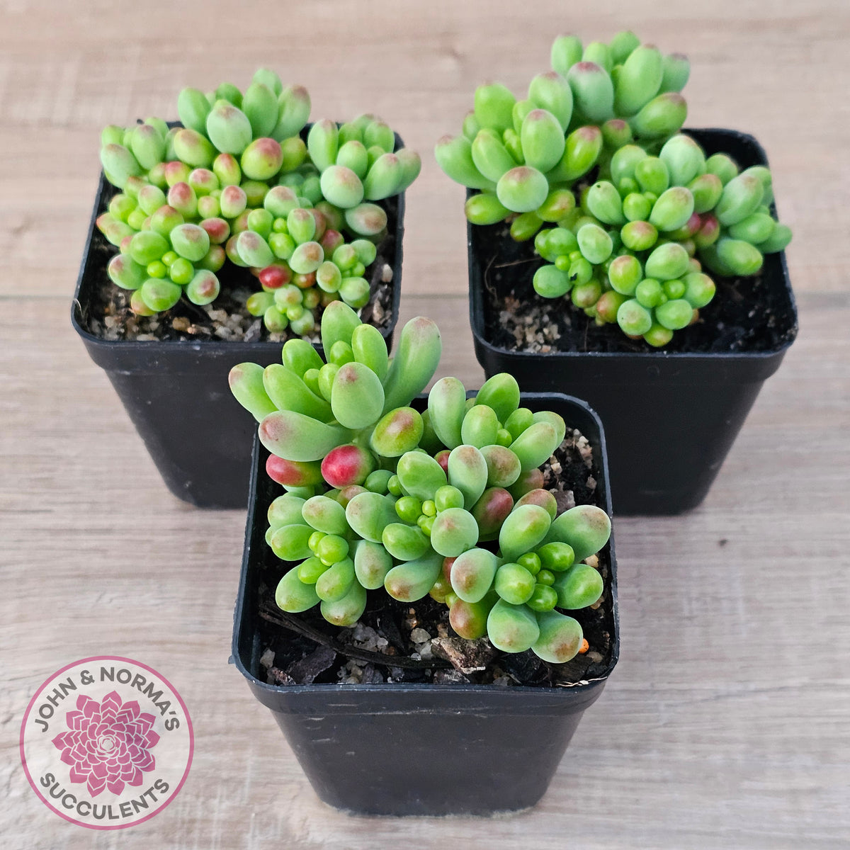 Sedum Jaspa | John & Norma's Succulents – John & Norma's Succulents ...
