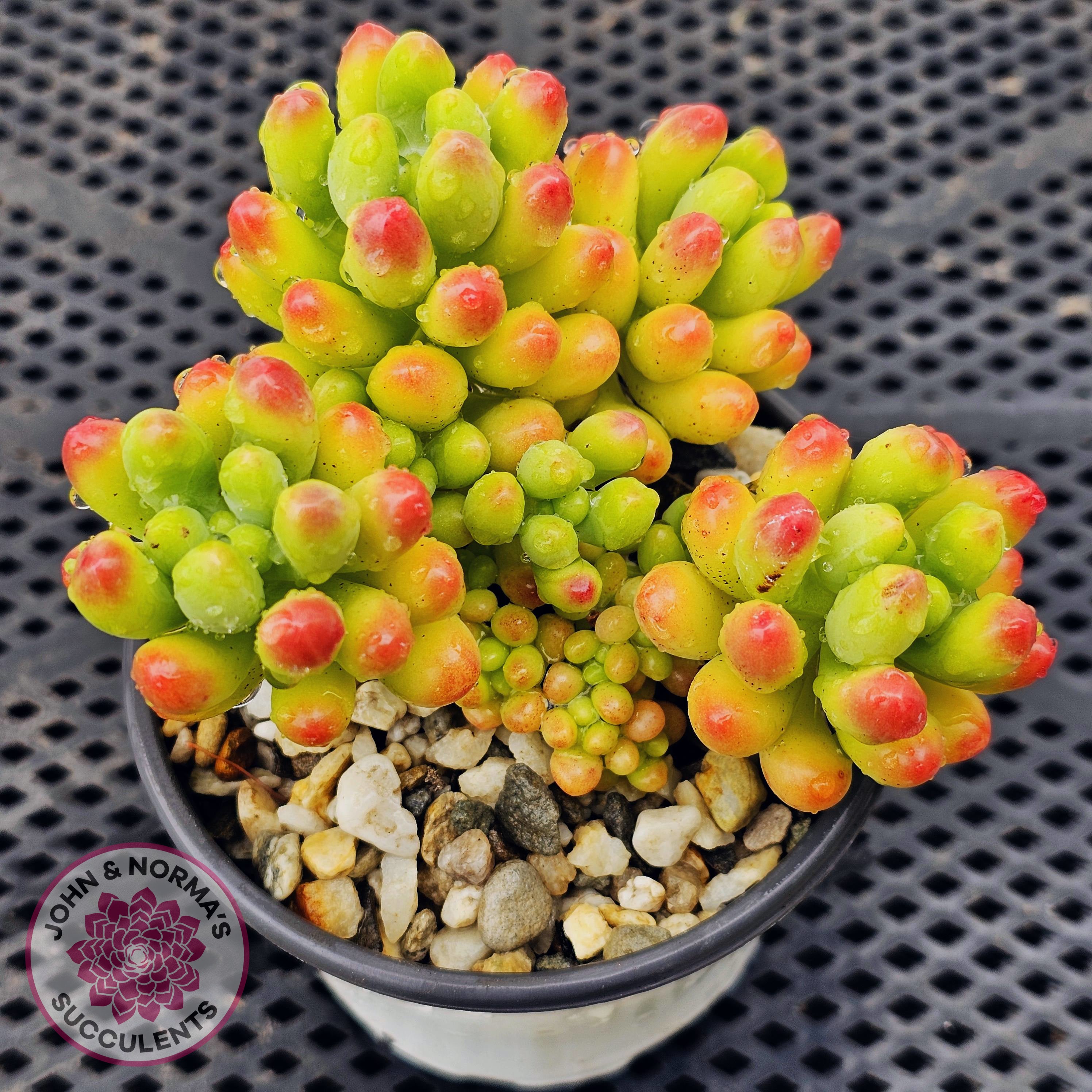 Sedum Jaspa | John & Norma's Succulents – John & Norma's Succulents ...