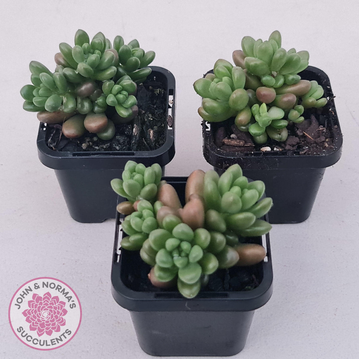 Sedum White Stonecrop | John & Norma's Succulents – John & Norma's ...