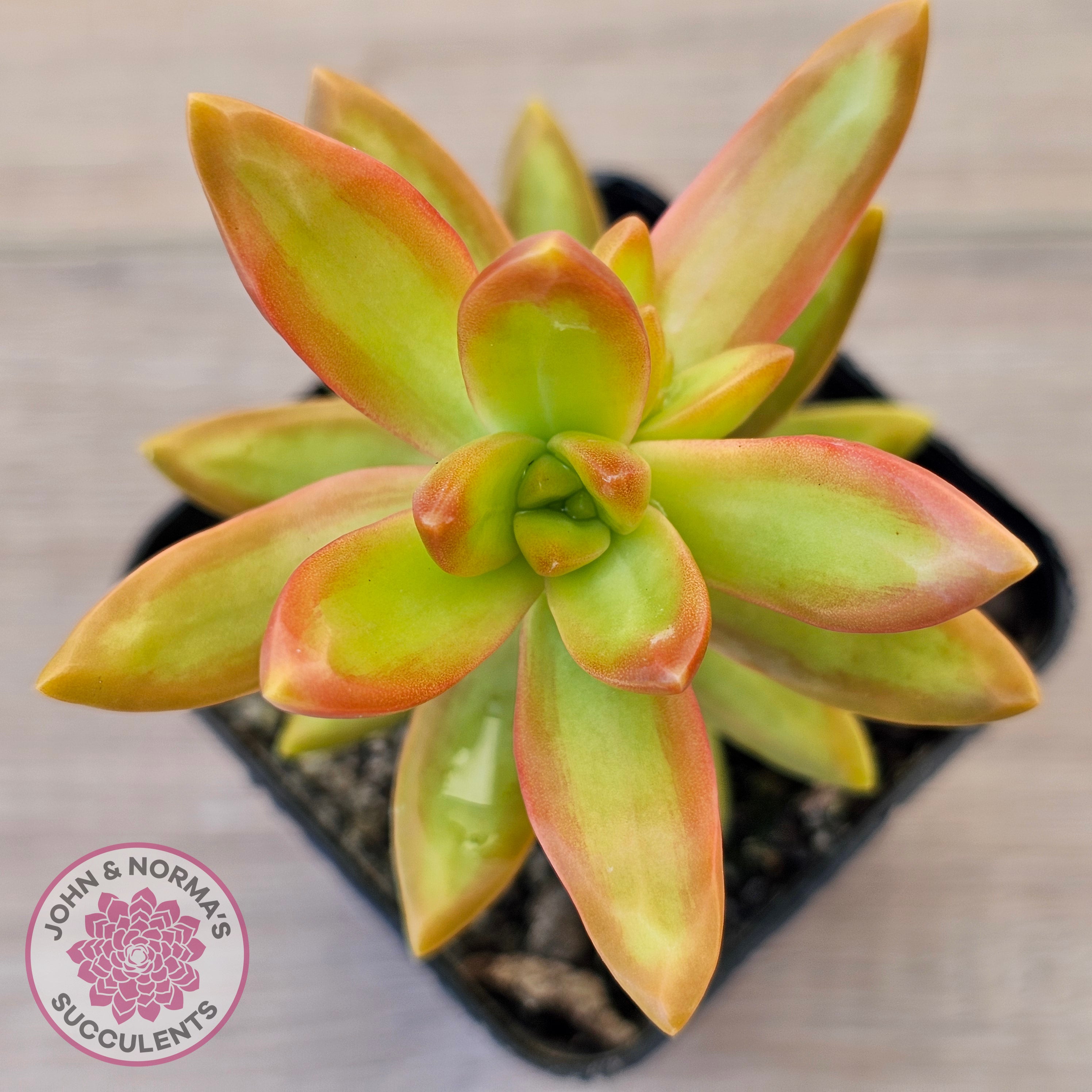 Sedum adolphi | John & Norma's Succulents – John & Norma's Succulents ...