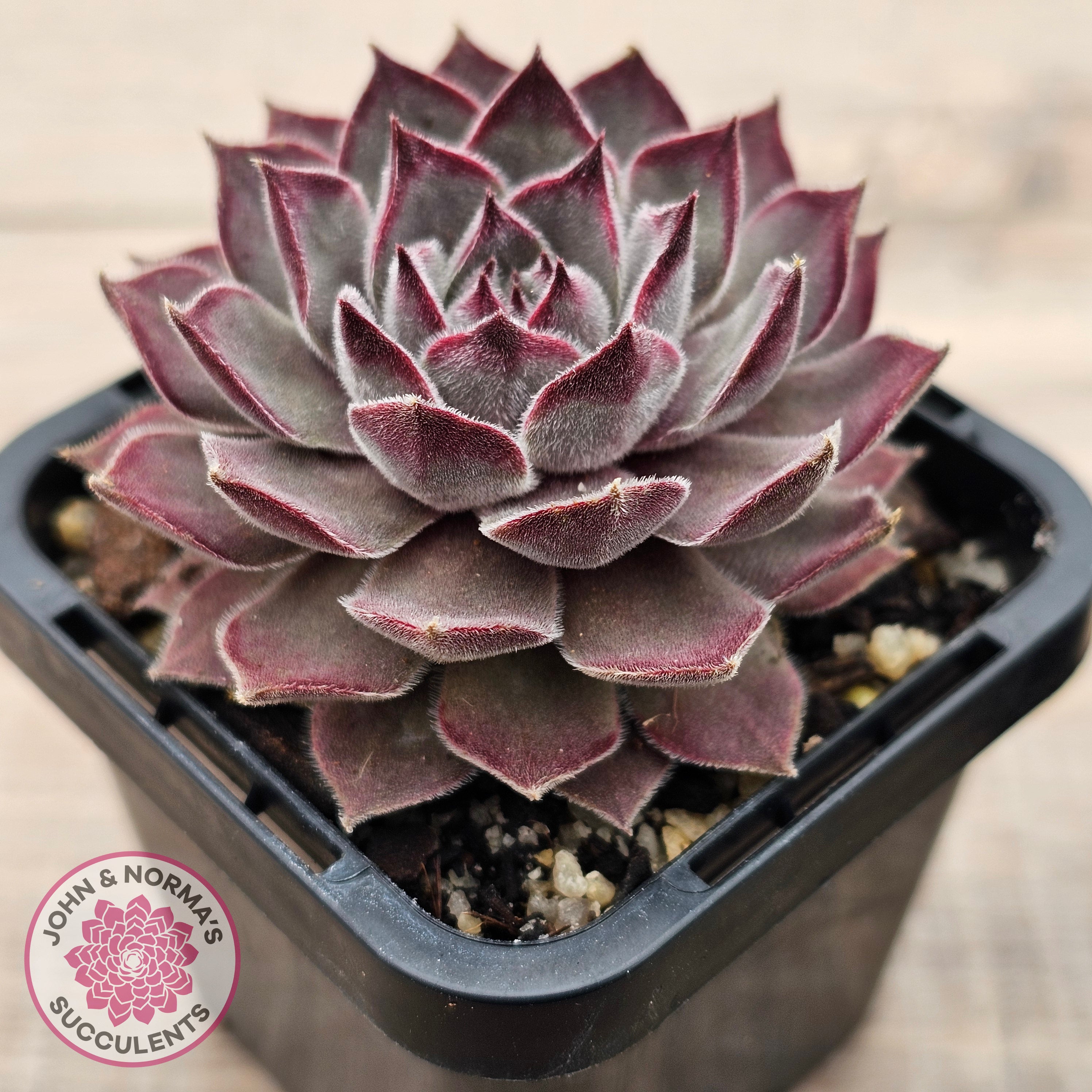 Sempervivum 'Hairy Grey' | John & Norma's Succulents – John & Norma's ...