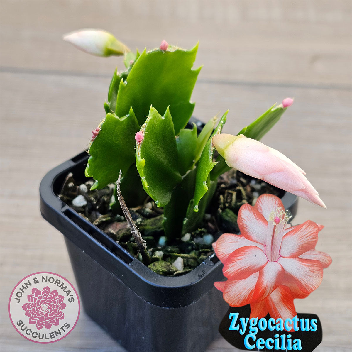 Zygocactus 'Cecilia' | John & Norma's Succulents – John & Norma's ...