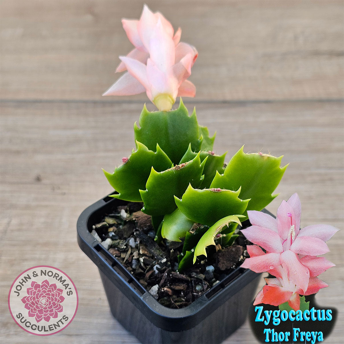 Zygocactus 'Thor Freya' | John & Norma's Succulents – John & Norma's ...