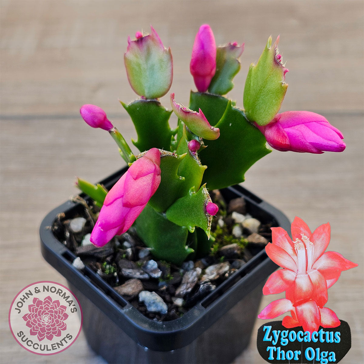 Zygocactus 'Thor Olga' | John & Norma's Succulents – John & Norma's ...