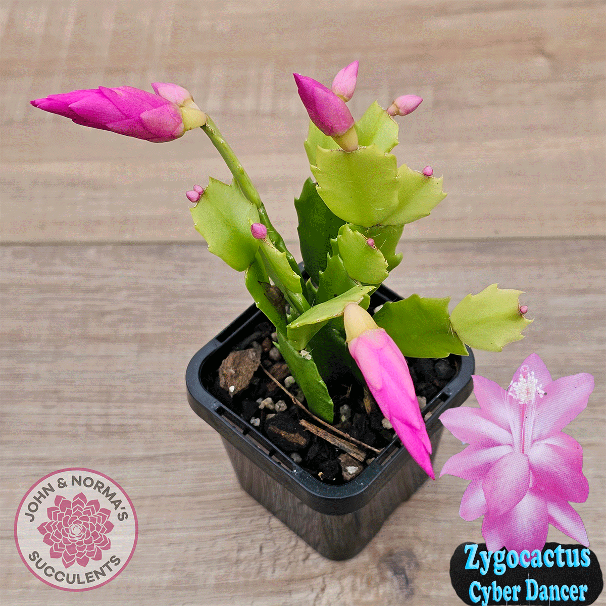Zygocactus 'Cyber Dancer' | John & Norma's Succulents – John & Norma's ...