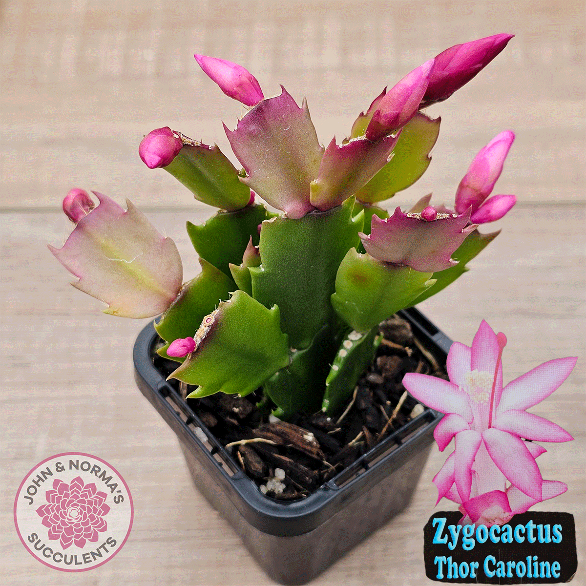 Zygocactus 'Thor Caroline' | John & Norma's Succulents – John & Norma's ...