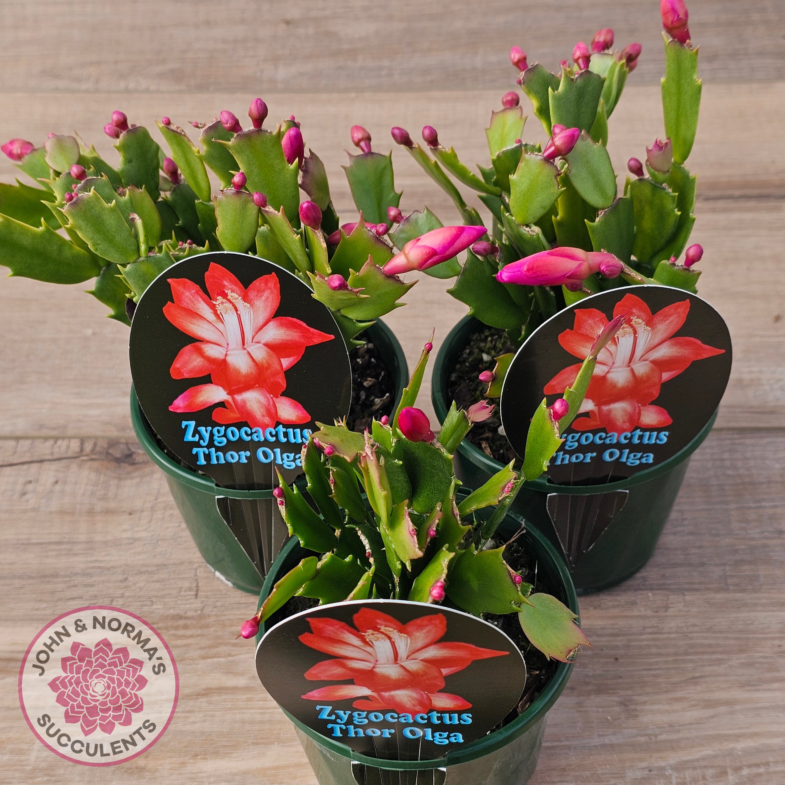Zygocactus 'Thor Olga' | John & Norma's Succulents – John & Norma's ...
